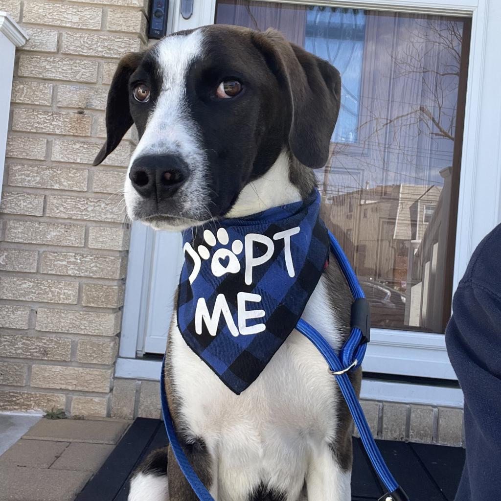 April showers may bring an adoptable pet to sprinkle sunshine into your ...