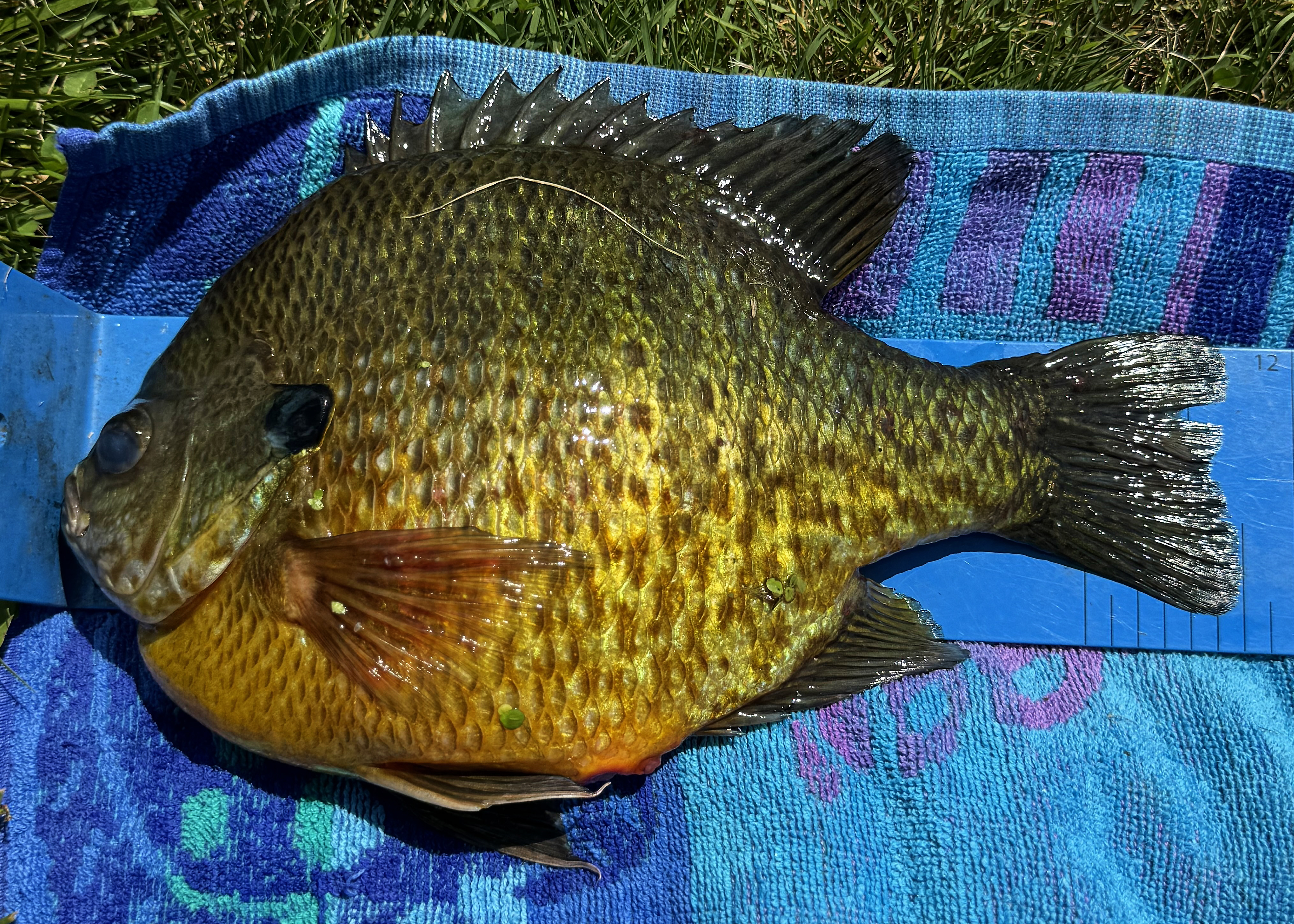 Lake sunfish store