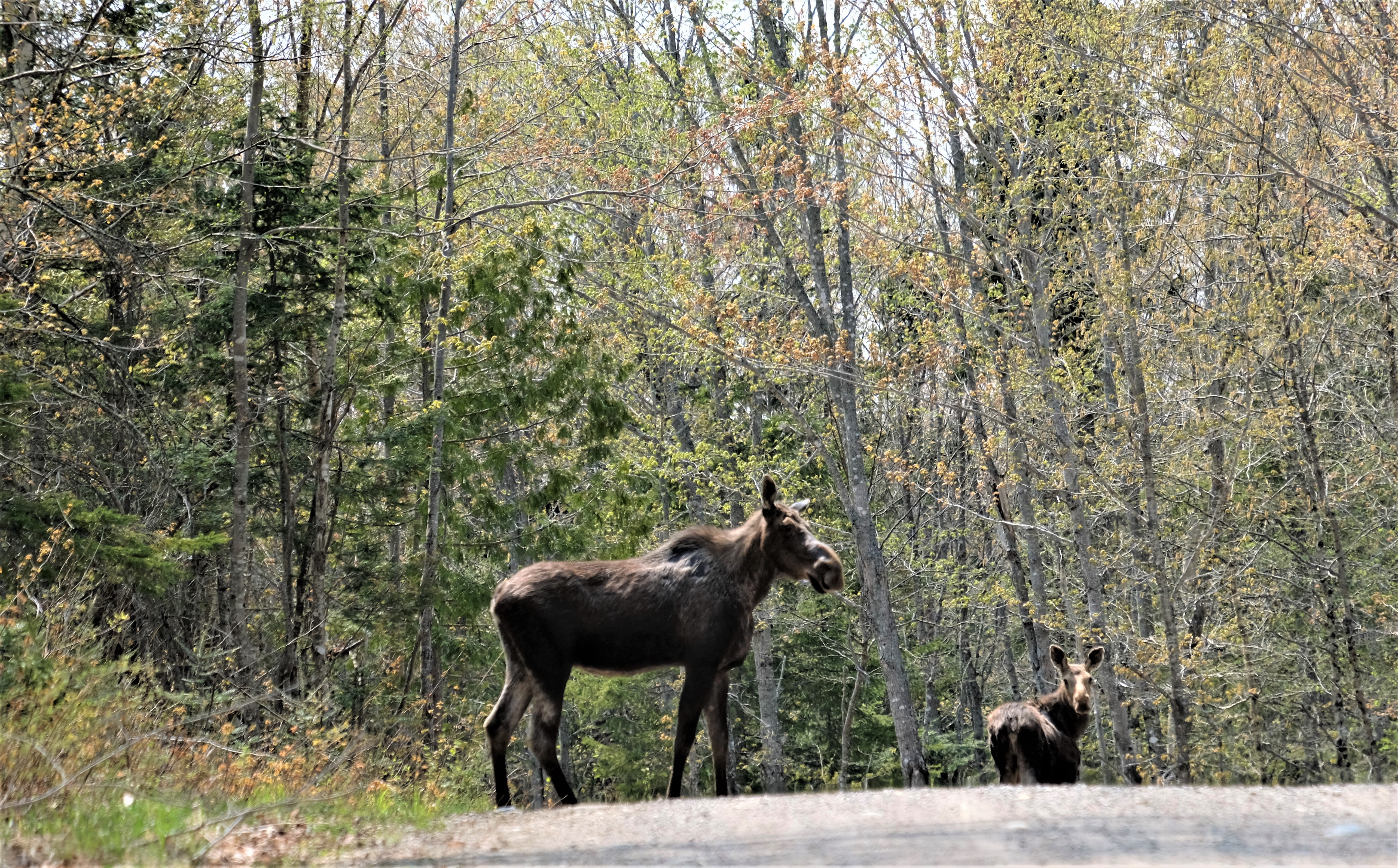 Michigamme Highlands - mlive.com