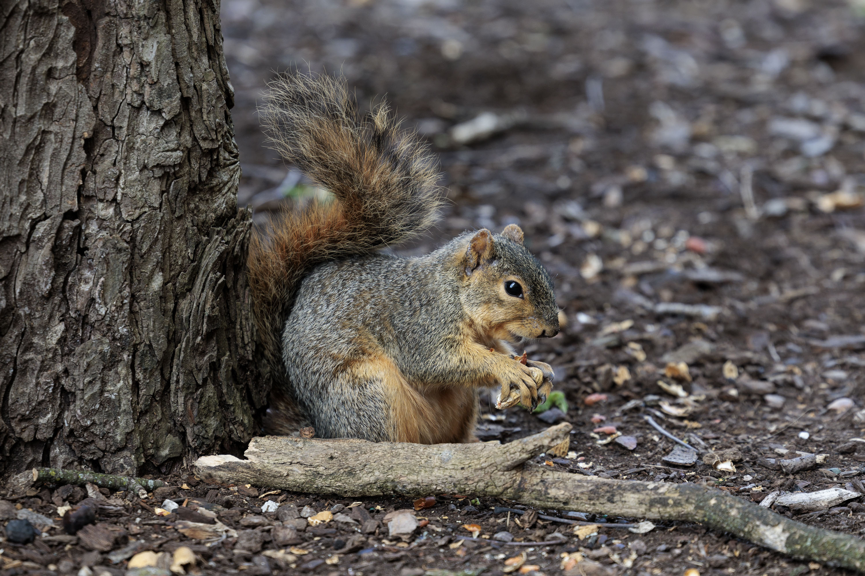 Corey Seeman helps squirrels across University of Michigan central campus - mlive.com