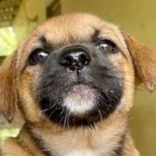 N.J. pets in need: March 13, 2023 - nj.com