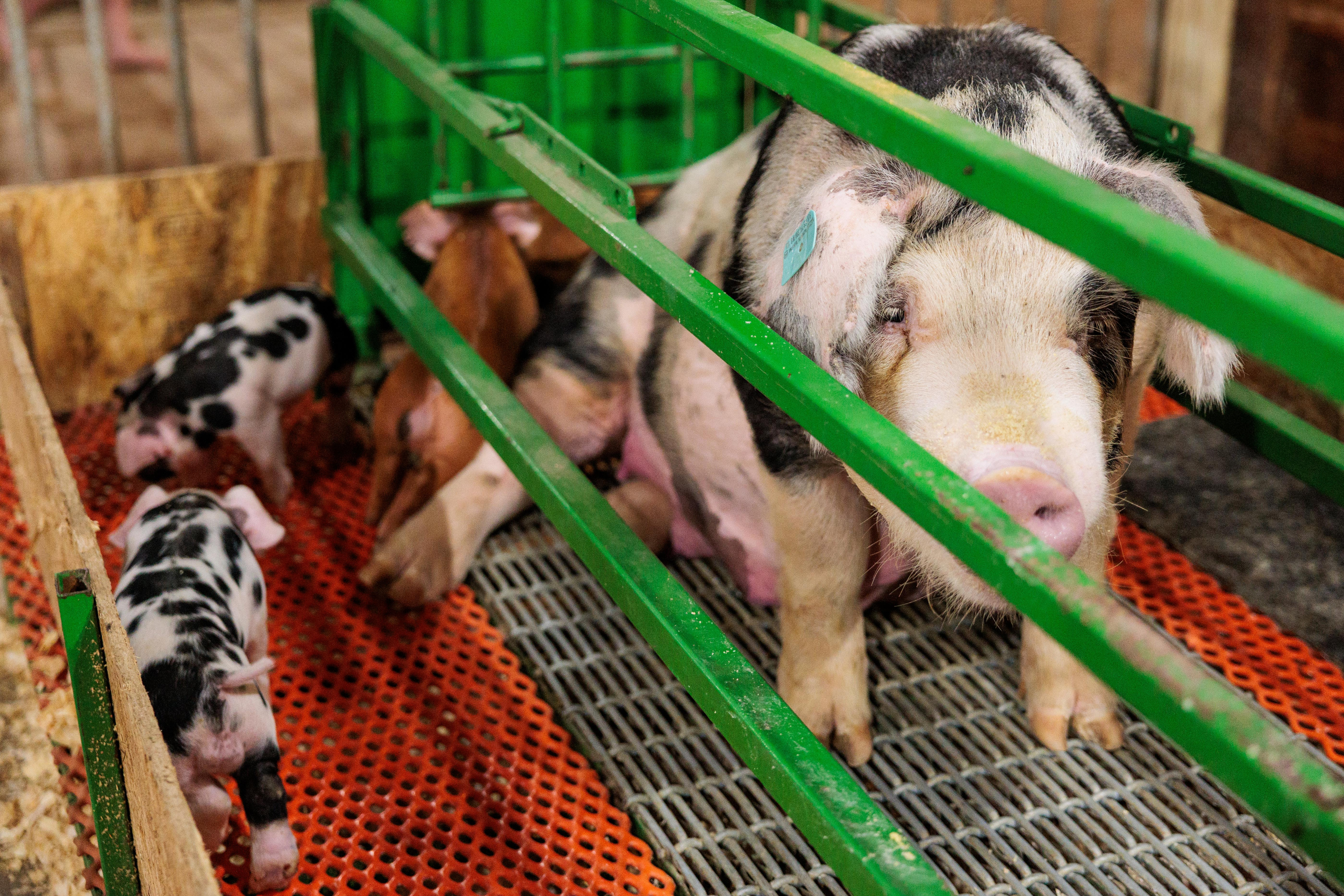 Birthing barn at the 2024 Jackson County Fair - mlive.com