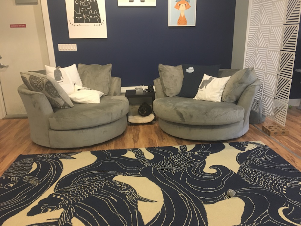 AffoGATO cat café - cleveland.com