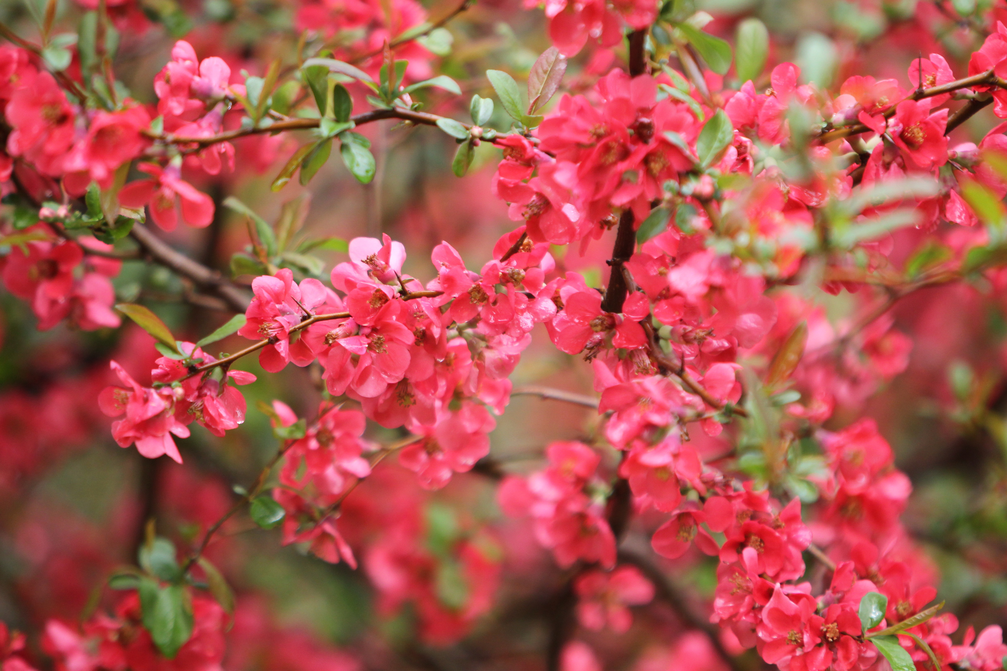 Lake View Cemetery in full bloom - cleveland.com