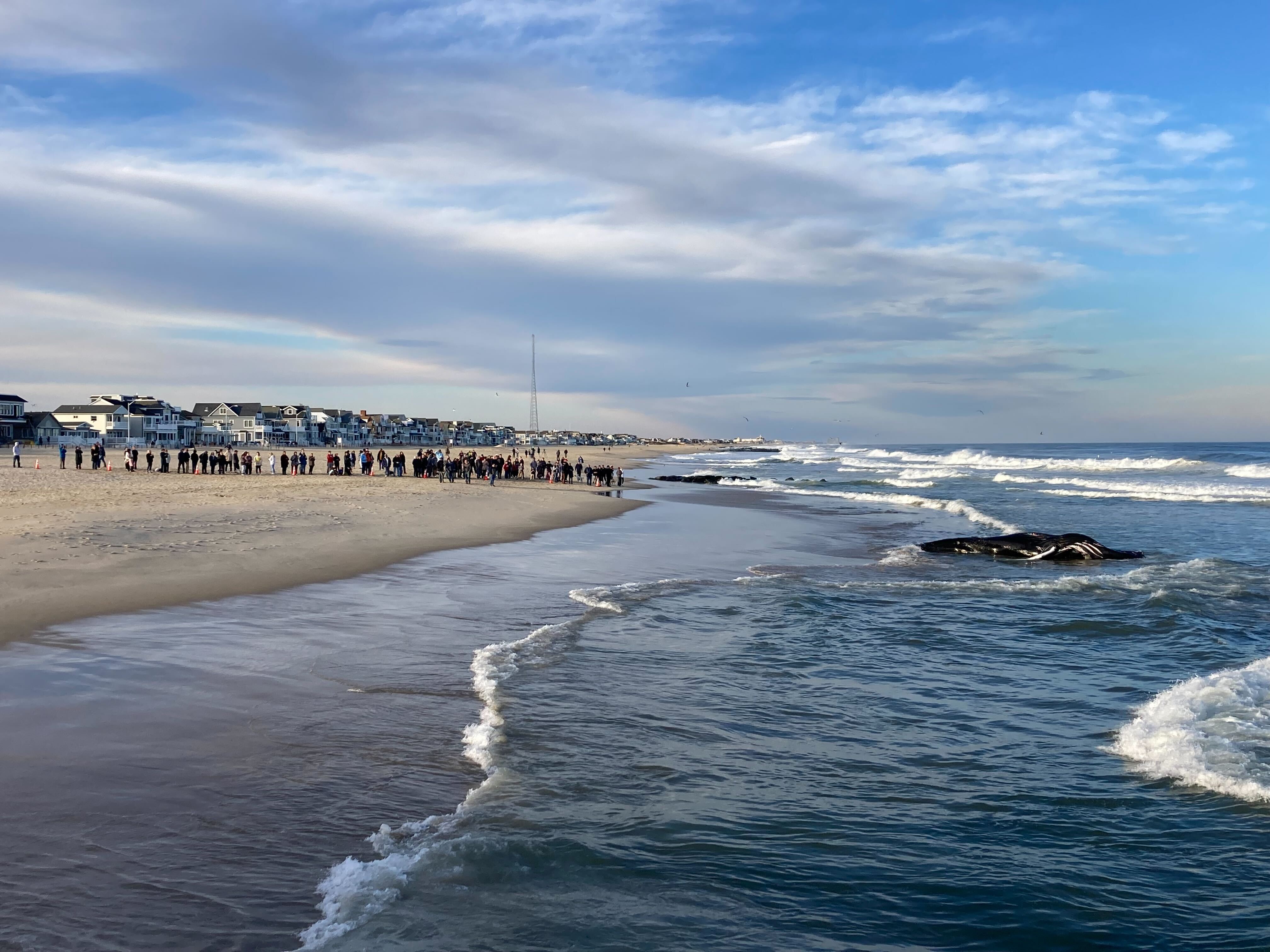 Dead whale washes up in Manasquan, Feb. 13, 2023 - nj.com