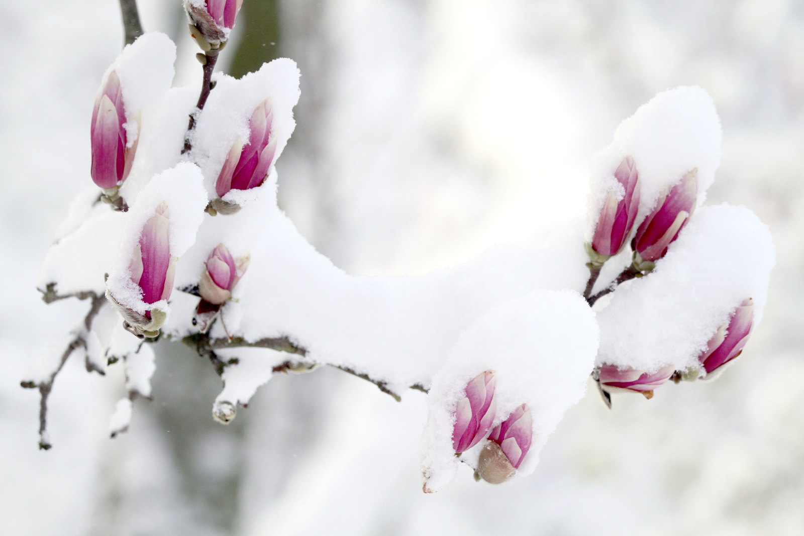 April snowfall in northeast Ohio - cleveland.com
