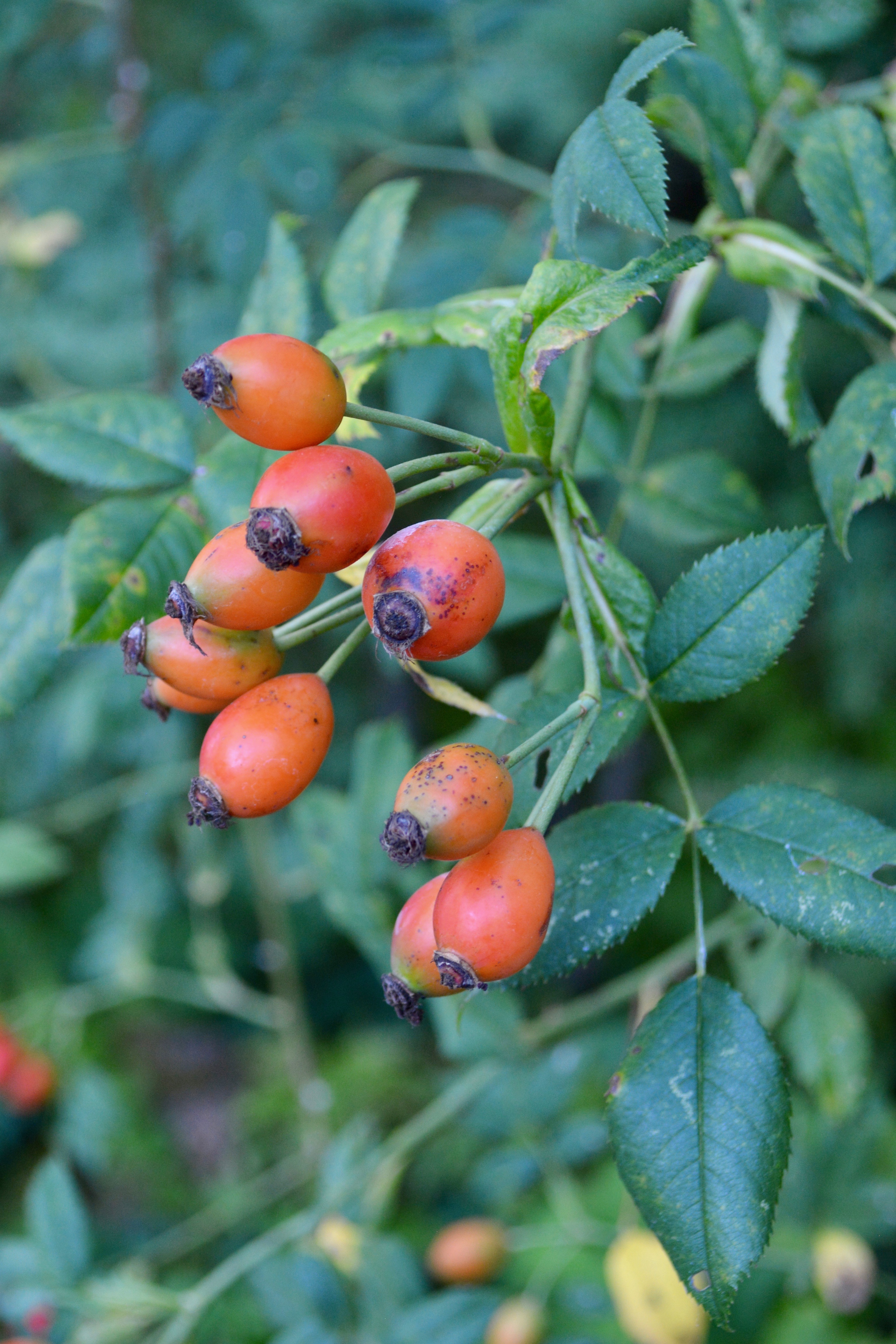 Bosky Dell Natives nursery in West Linn - oregonlive.com