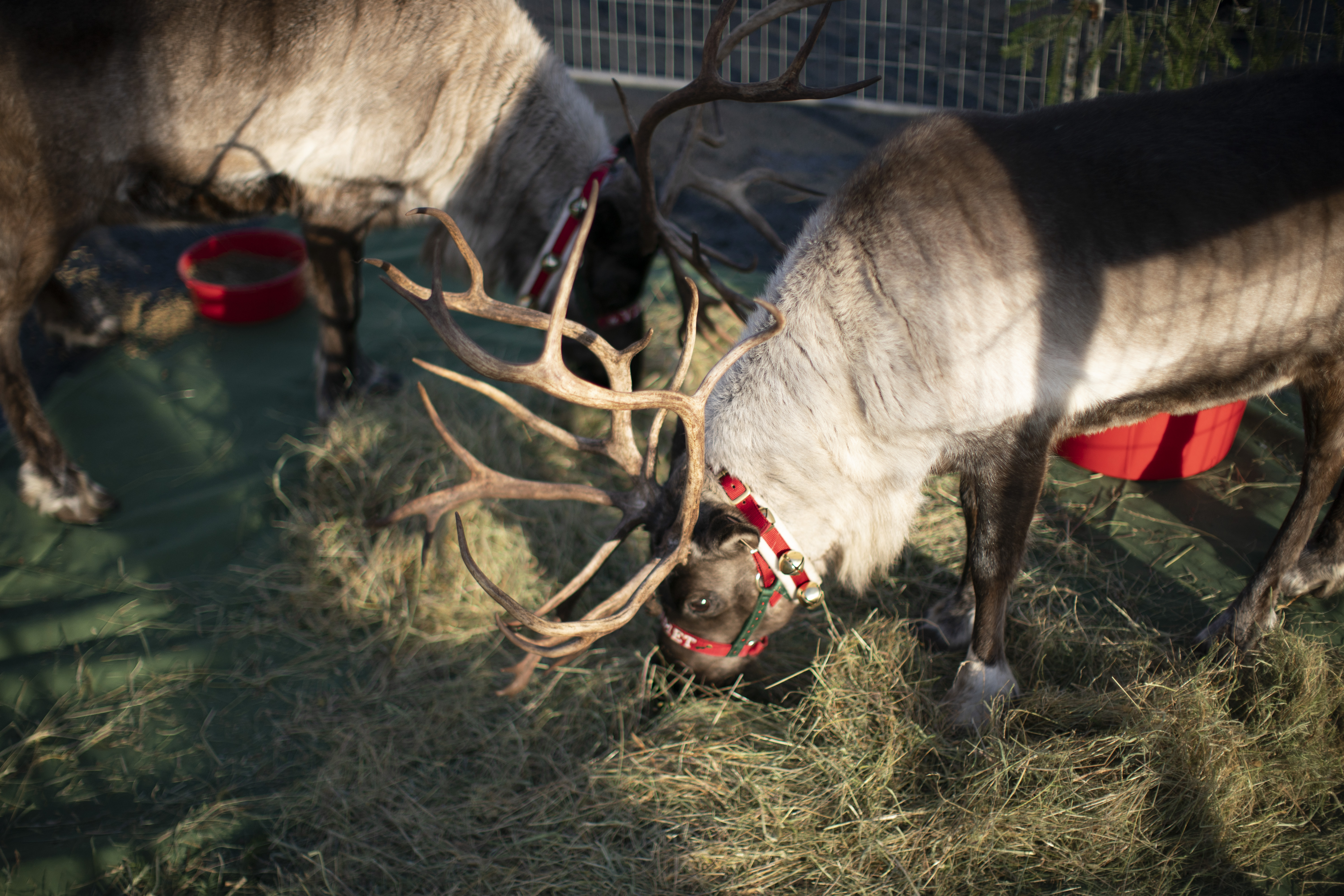 Reindeer and Santa at Gresham Station Shopping Center - oregonlive.com