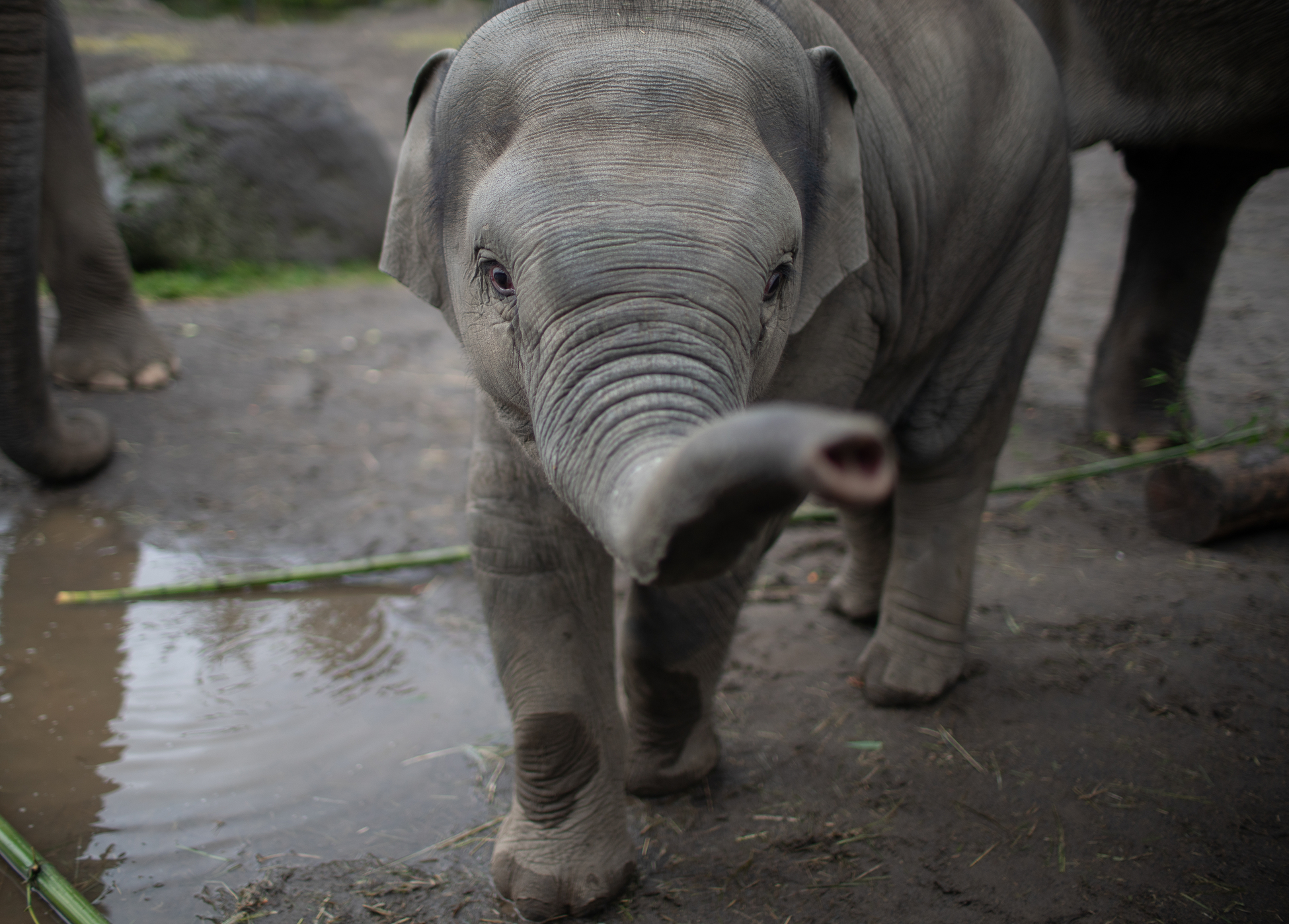 Tula-Tu’s first birthday at the Oregon Zoo - oregonlive.com