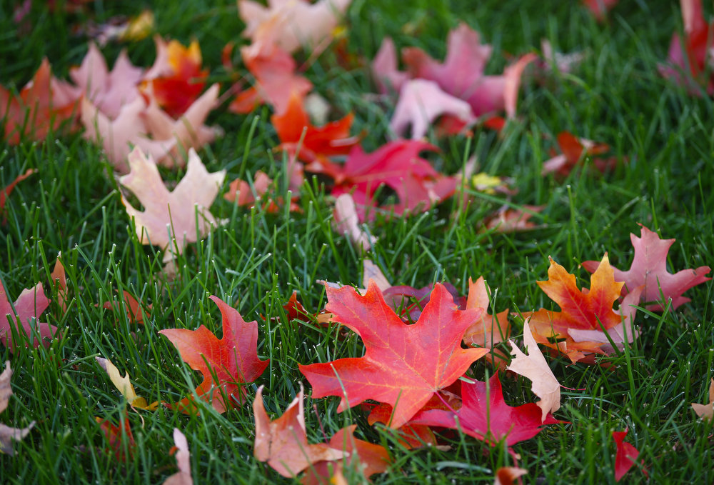 2020 Autumn in the Lehigh Valley - lehighvalleylive.com