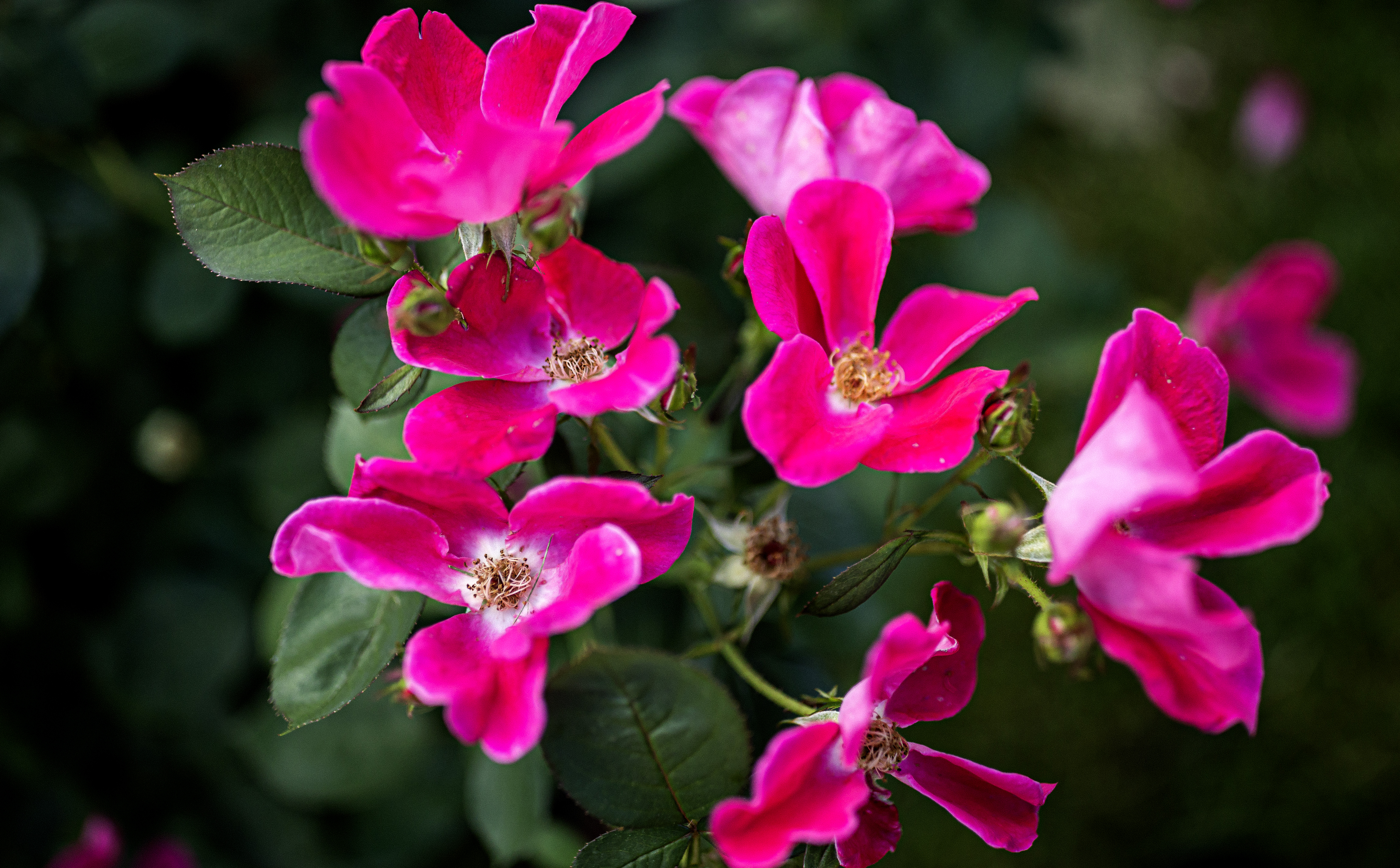 Hershey Gardens roses in full bloom - pennlive.com