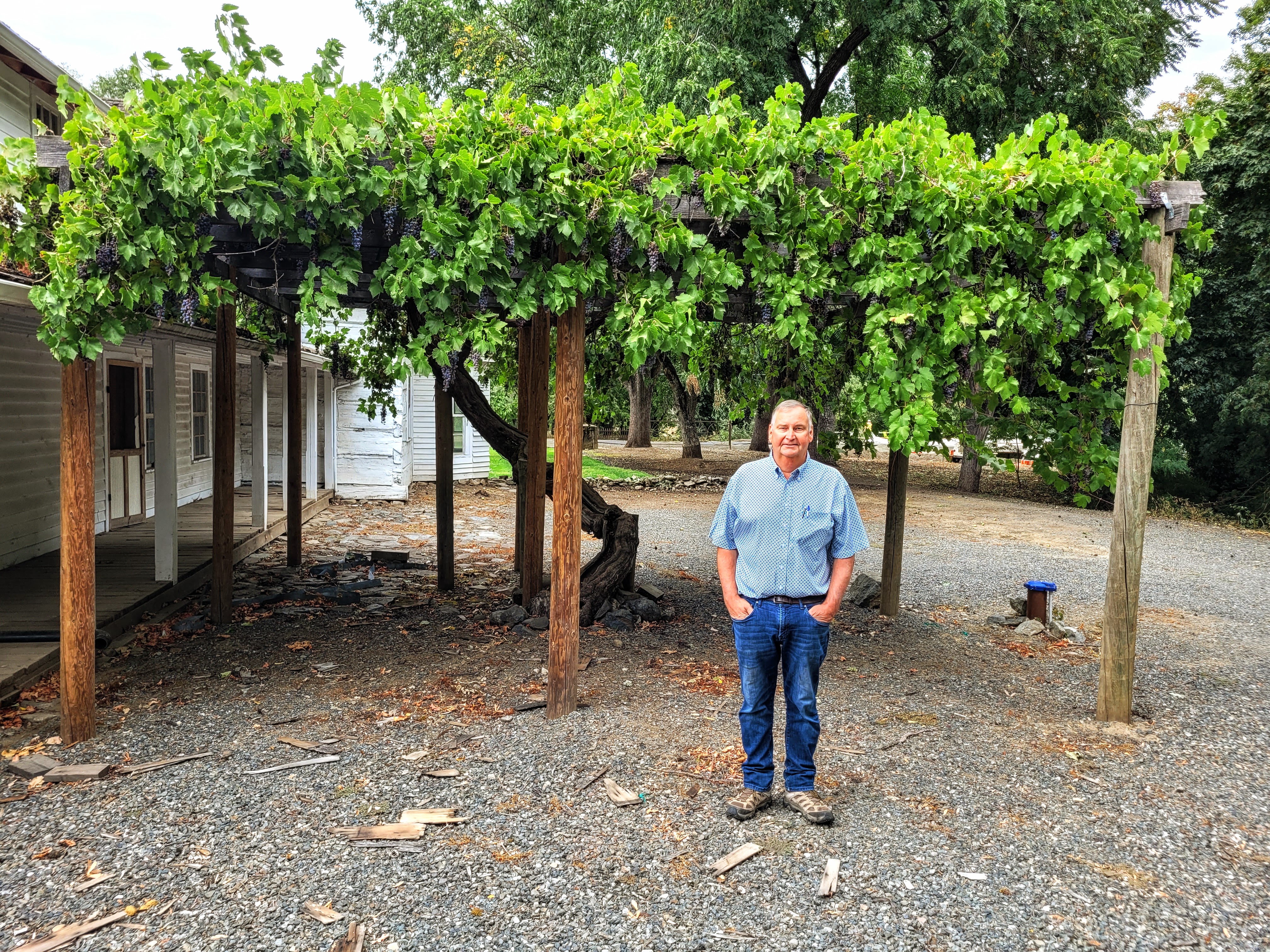 The massive vine at Birdseye Ranch - oregonlive.com
