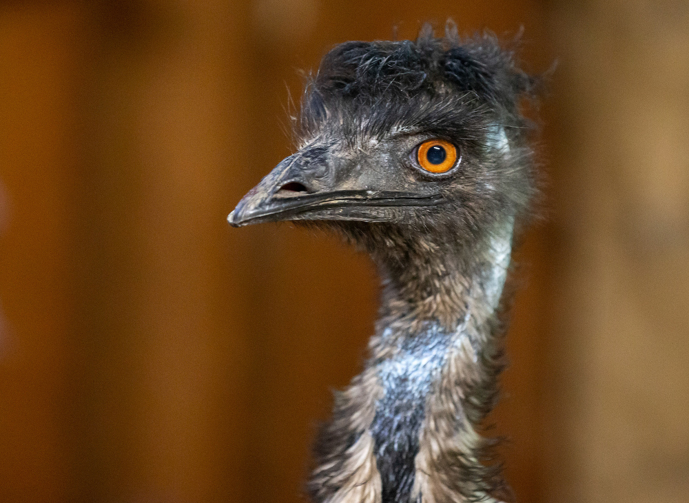 Escaped emu captured in Newport - pennlive.com