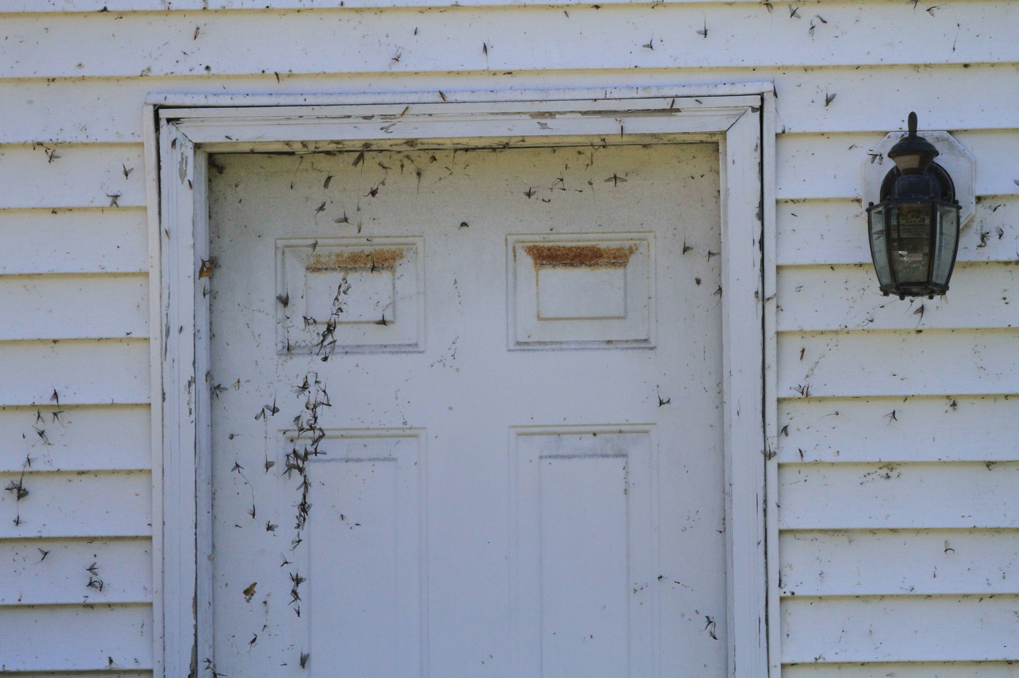 Mayflies make their annual return to cities and towns along Lake Erie ...