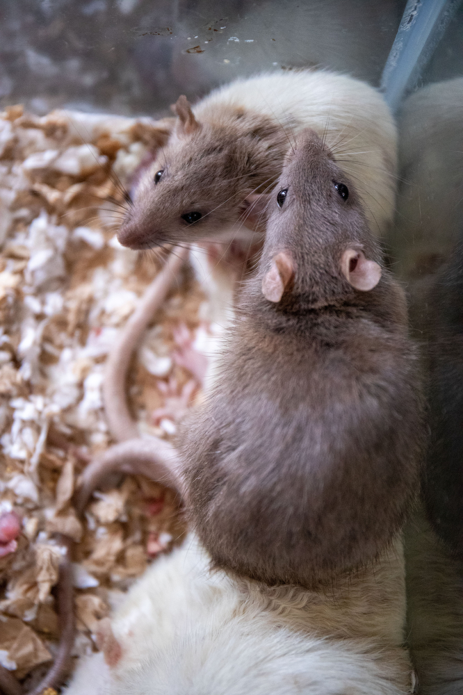 Abandoned domestic rats caught in Harrisburg - pennlive.com