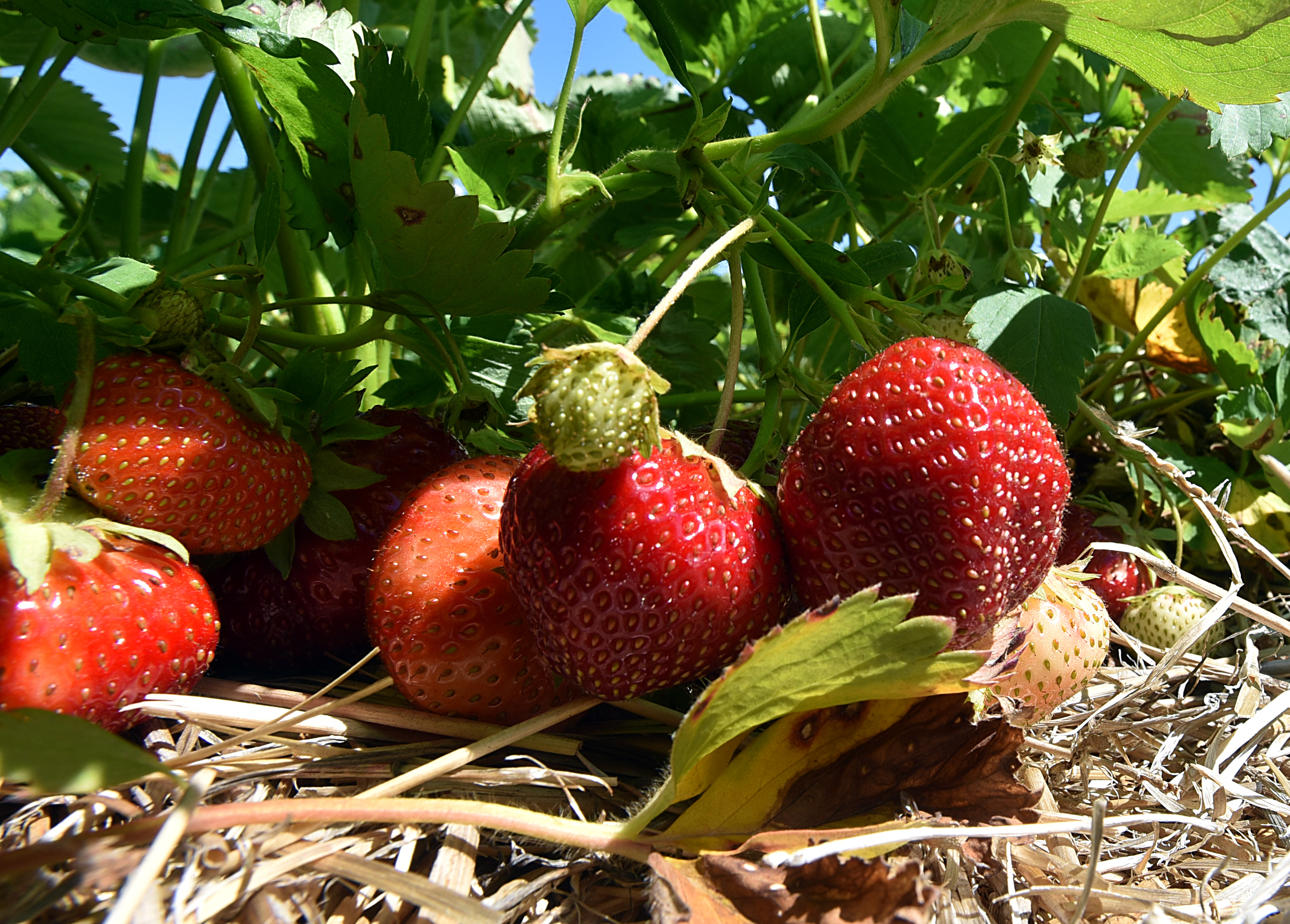 Strawberry picking at Teddy C. Smiarowski Farm - masslive.com