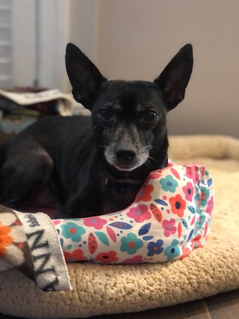 Let's celebrate these adoptable pets! March 20-21 - silive.com