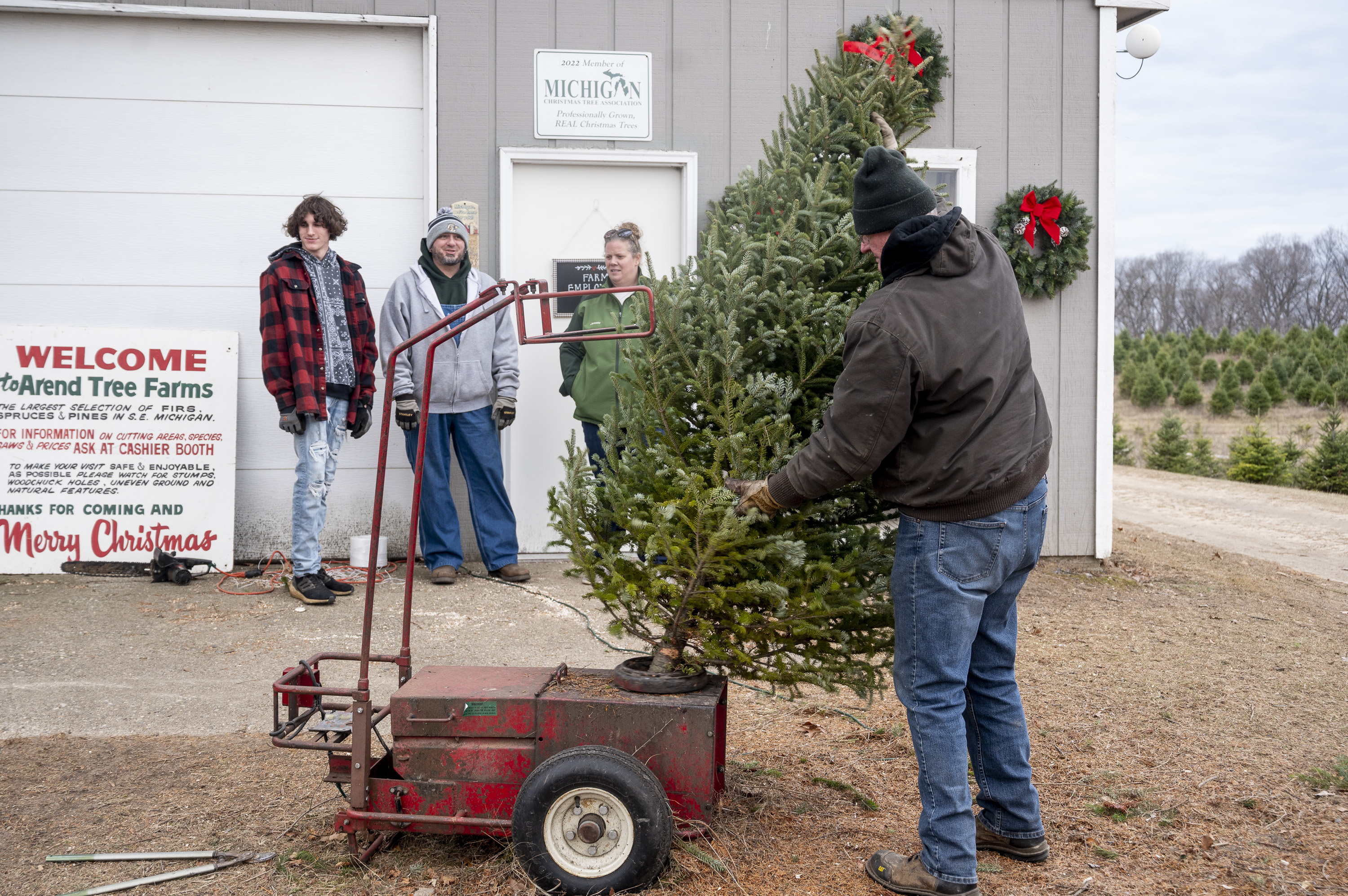 Arend Tree Farm continues four-generation tradition of Christmas U-Cut ...