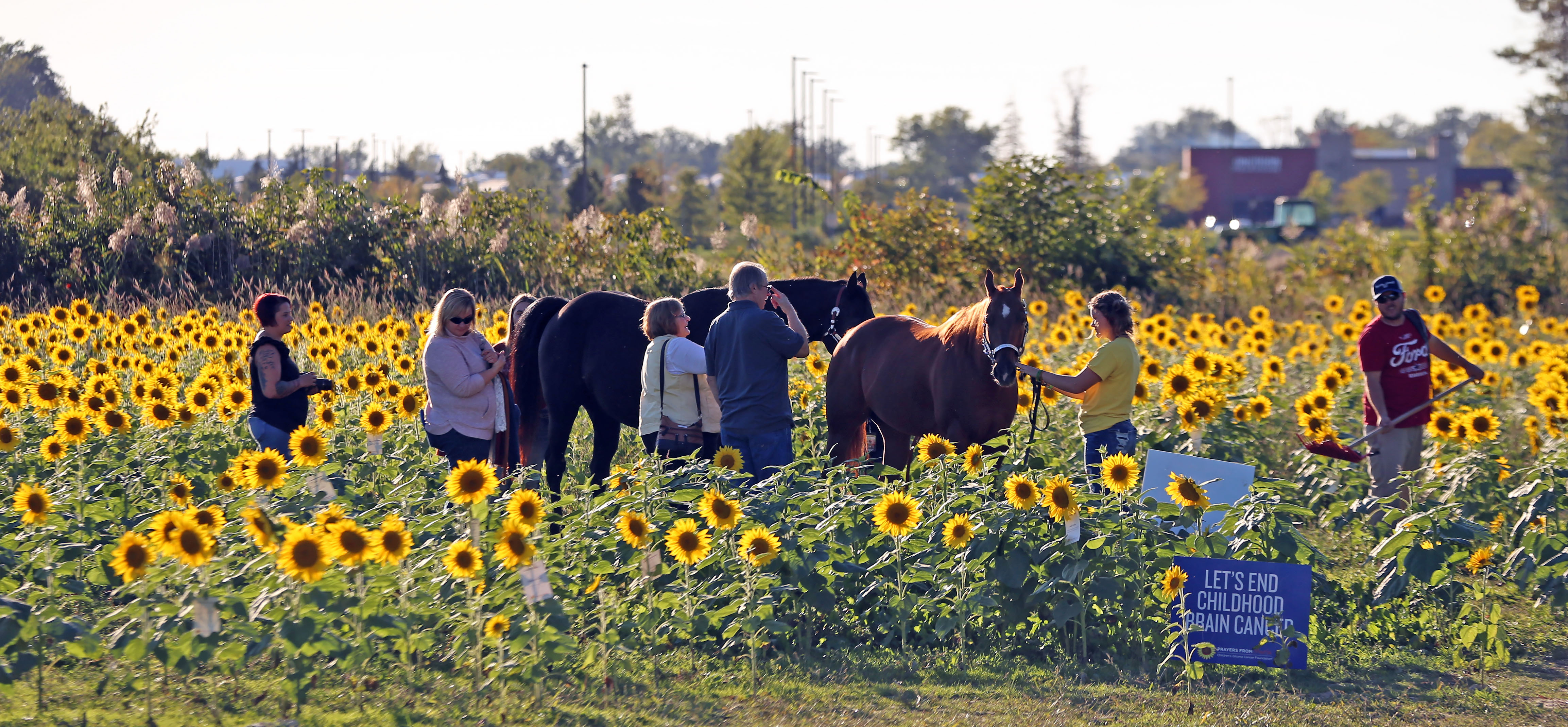 Maria’s Field of Hope in Avon is in full bloom, September 29, 2021 ...