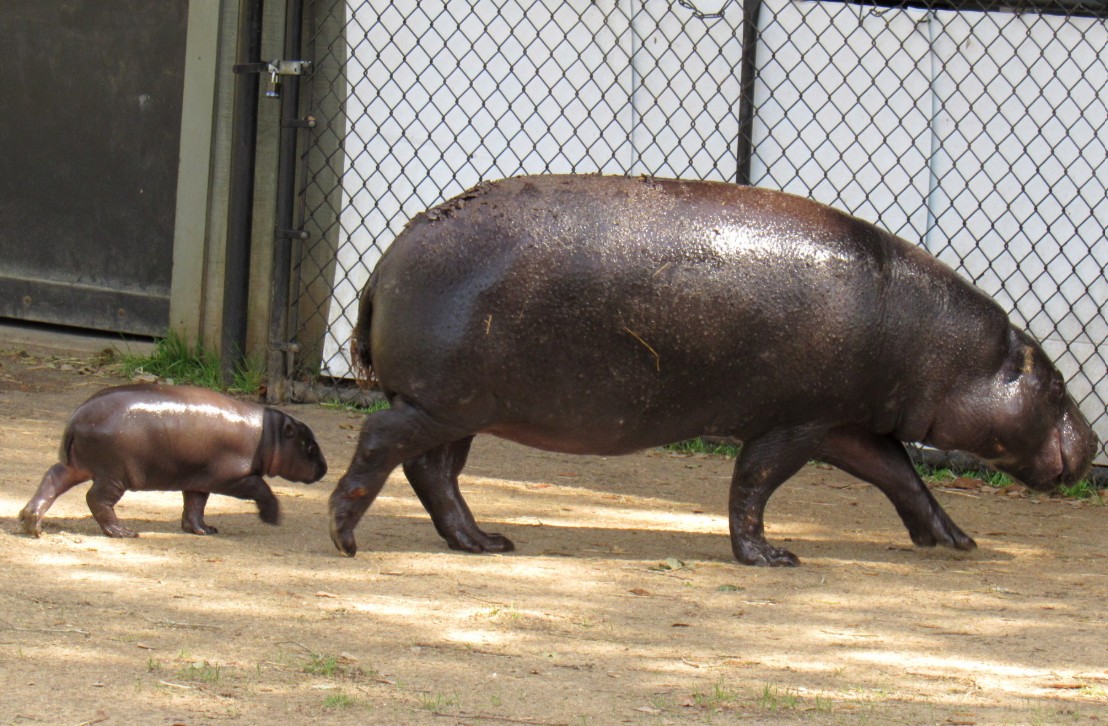Endangered pygmy hippo born at the Montgomery Zoo - al.com