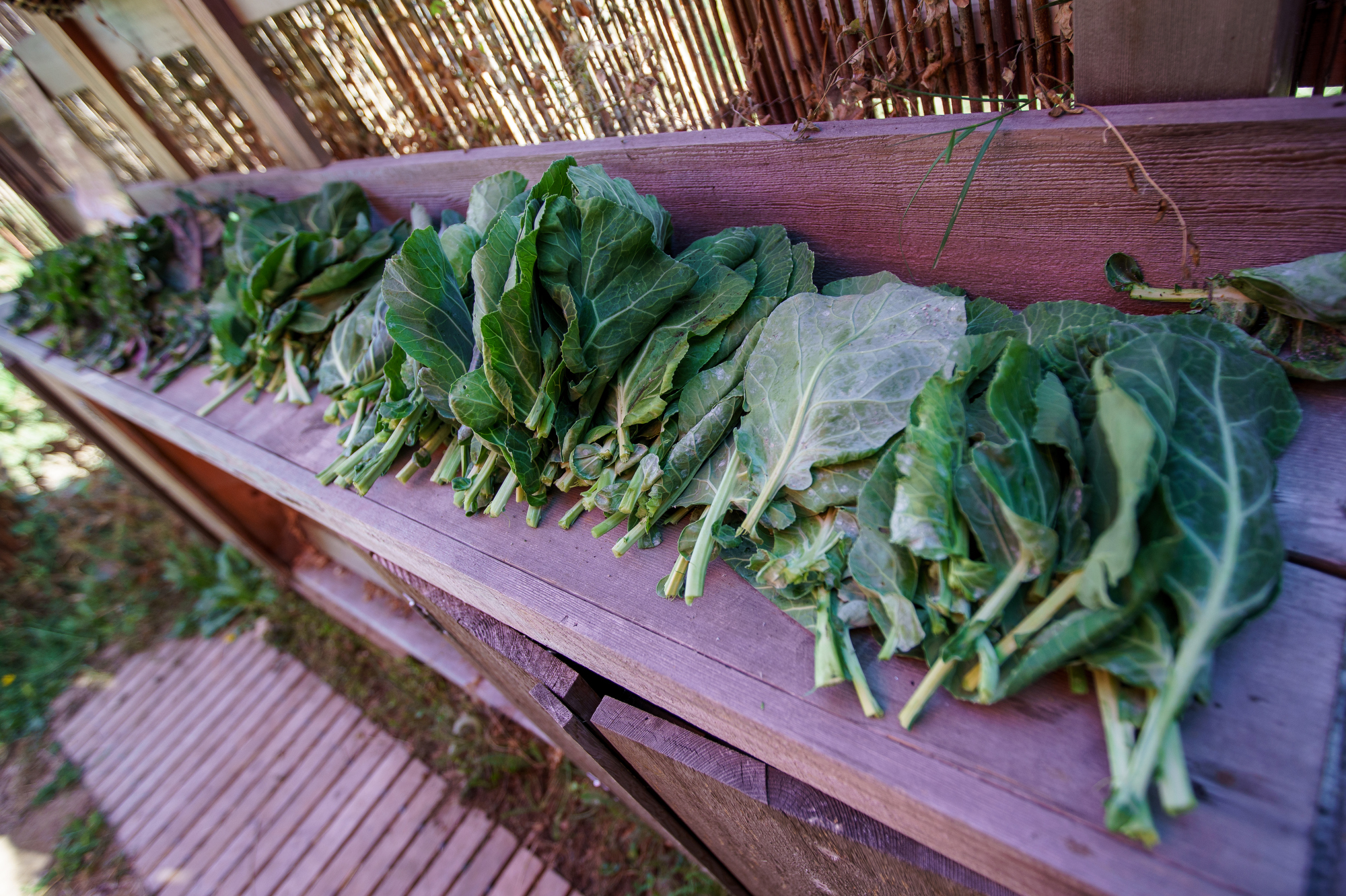 Native American Youth and Family Center's community garden - oregonlive.com