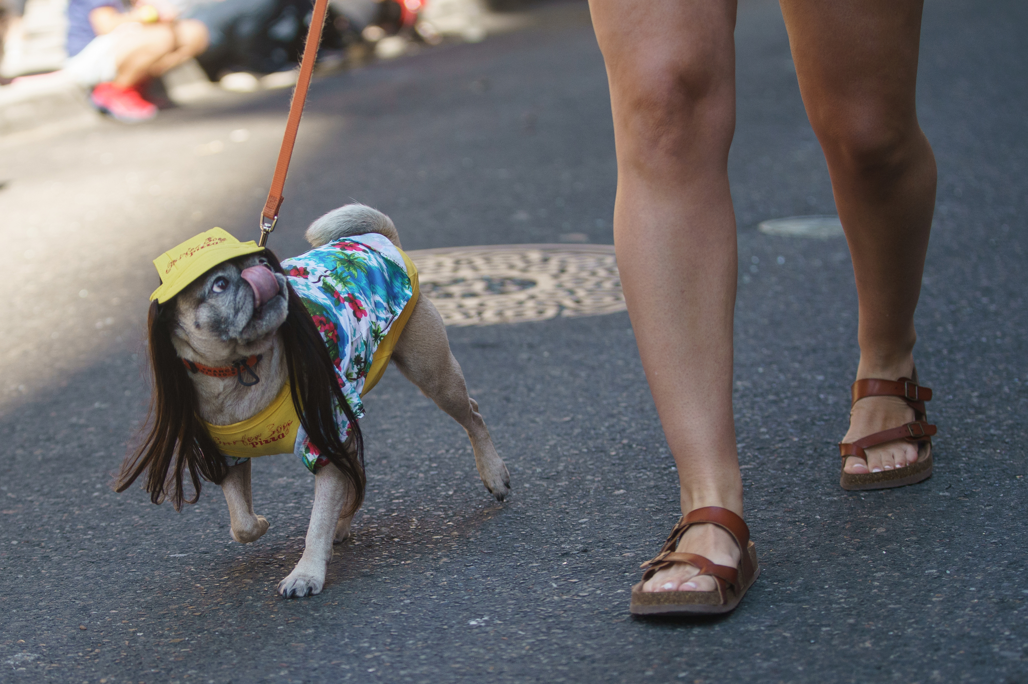 Portland Pug Crawl 2022 - oregonlive.com