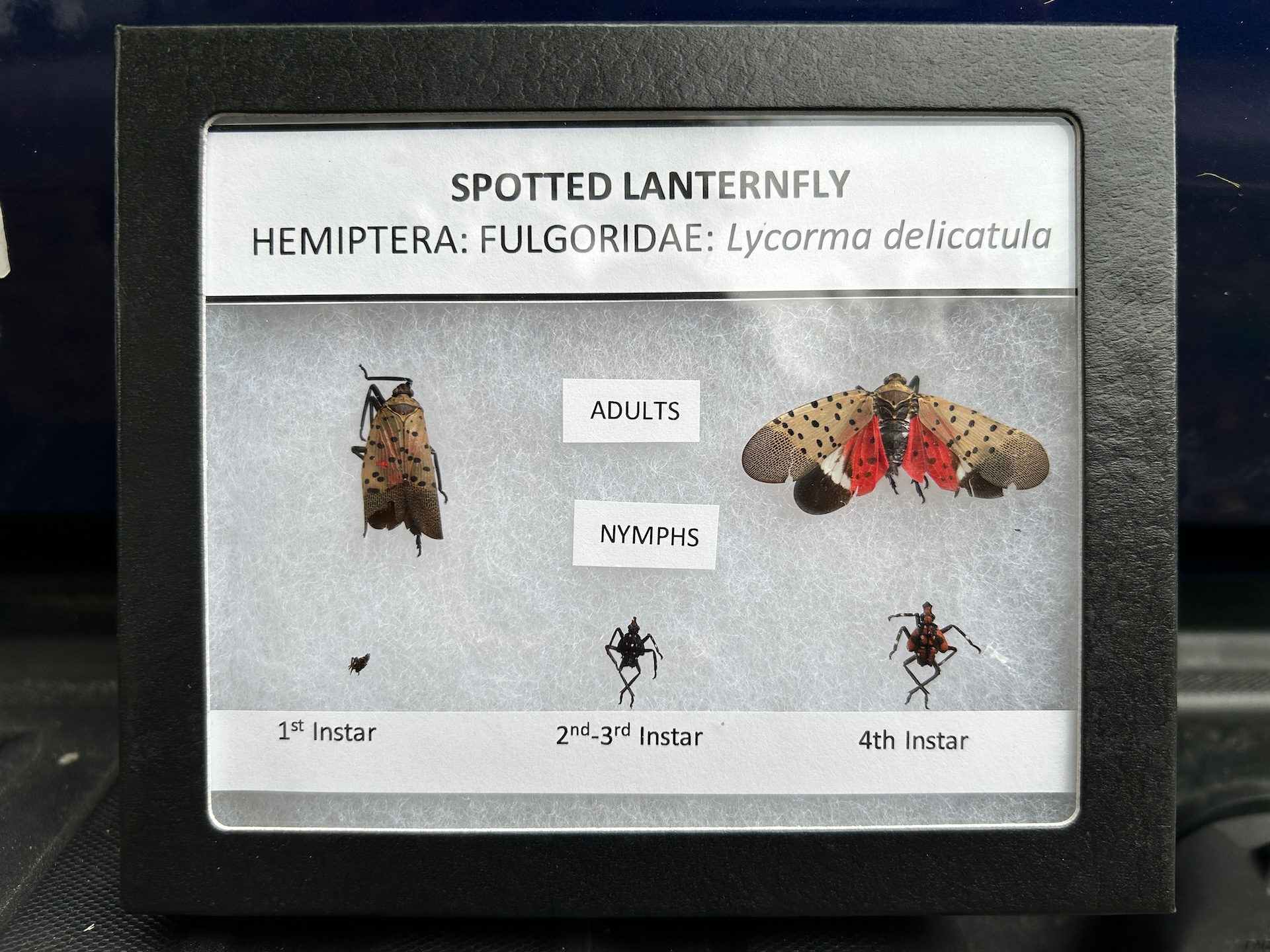 Spotted lanternflies invade Michigan from Ohio - mlive.com