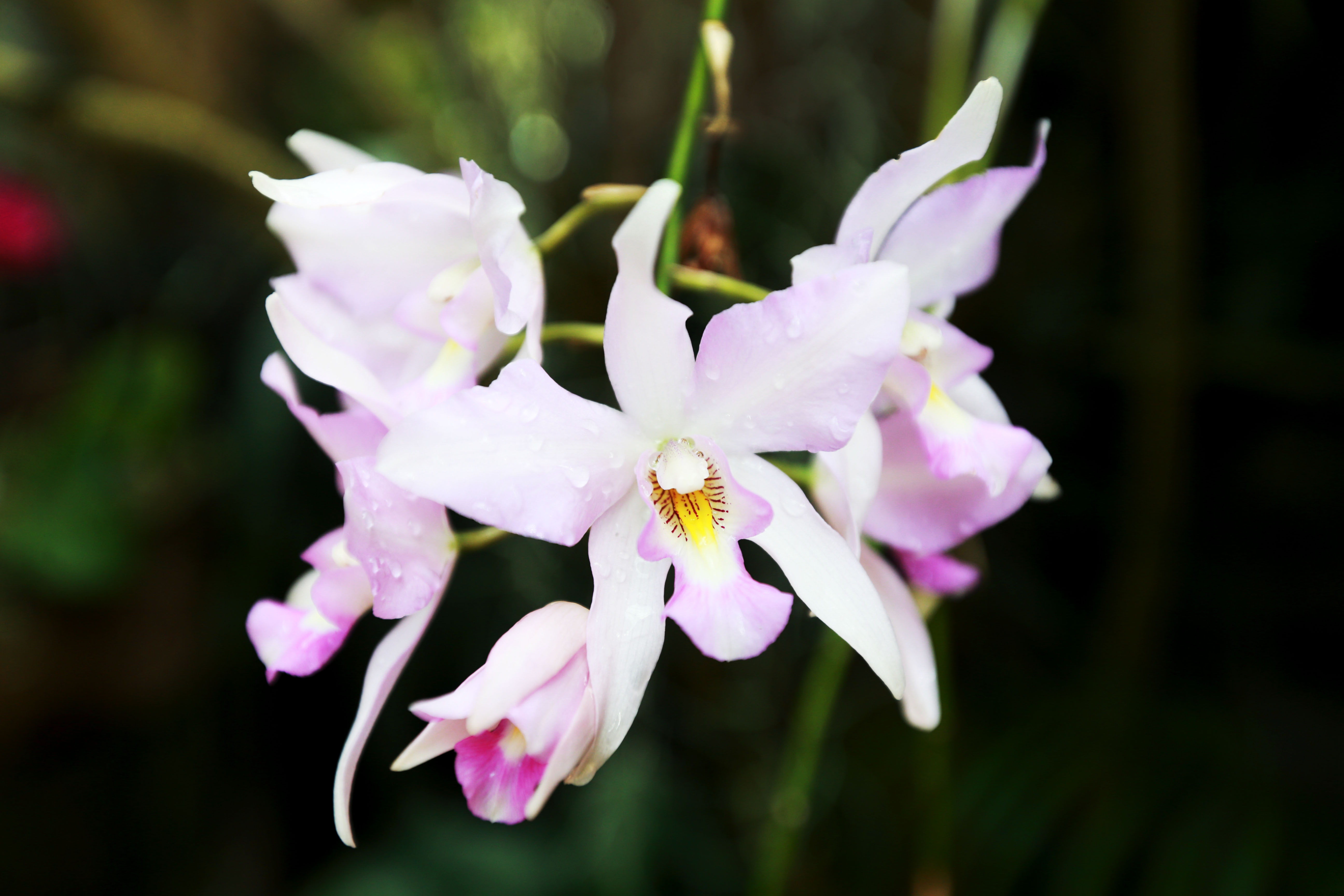 Orchids in full bloom - nj.com