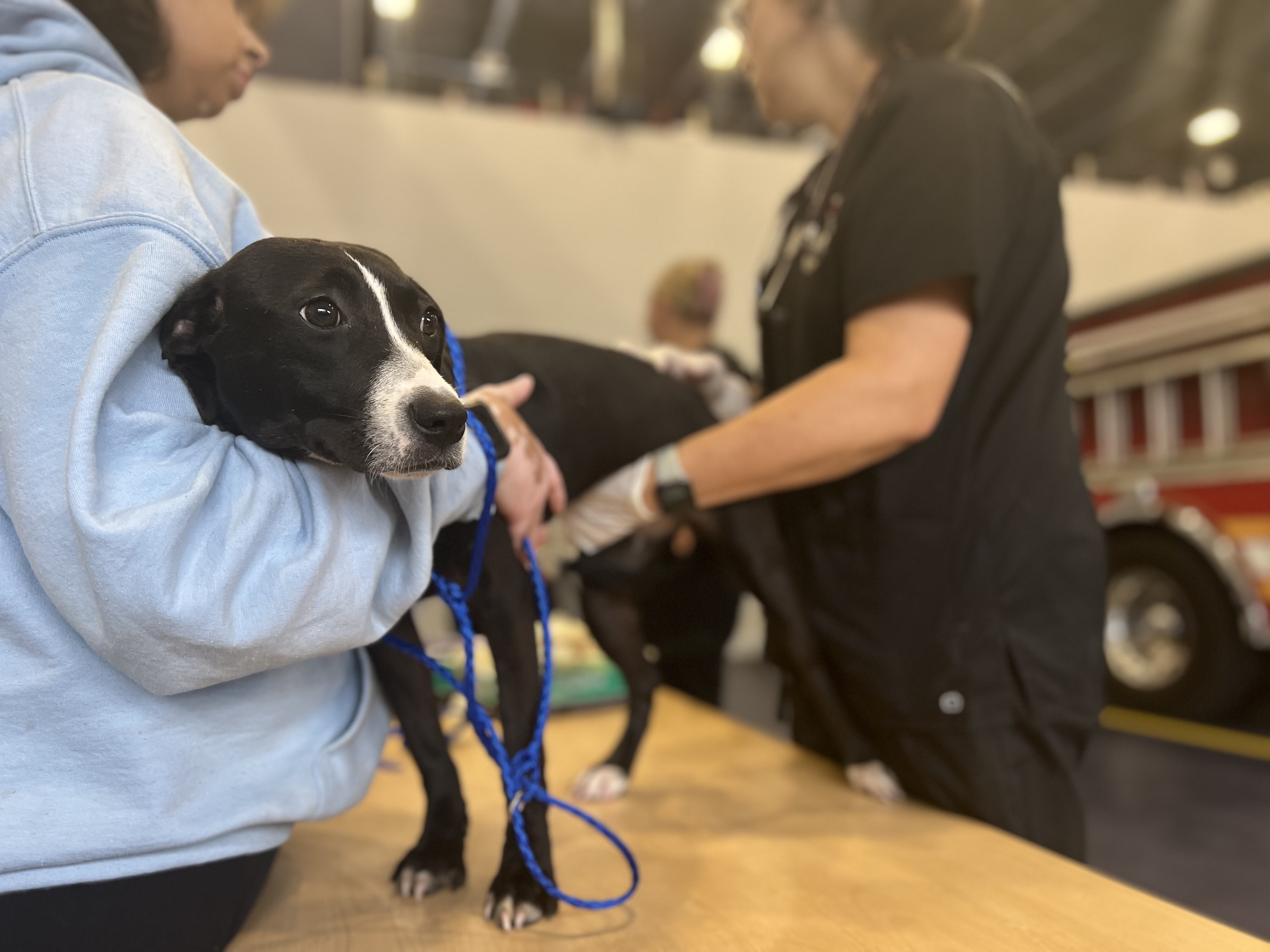 Pa. SPCA treating over 20 dogs following Delaware car crash: report ...