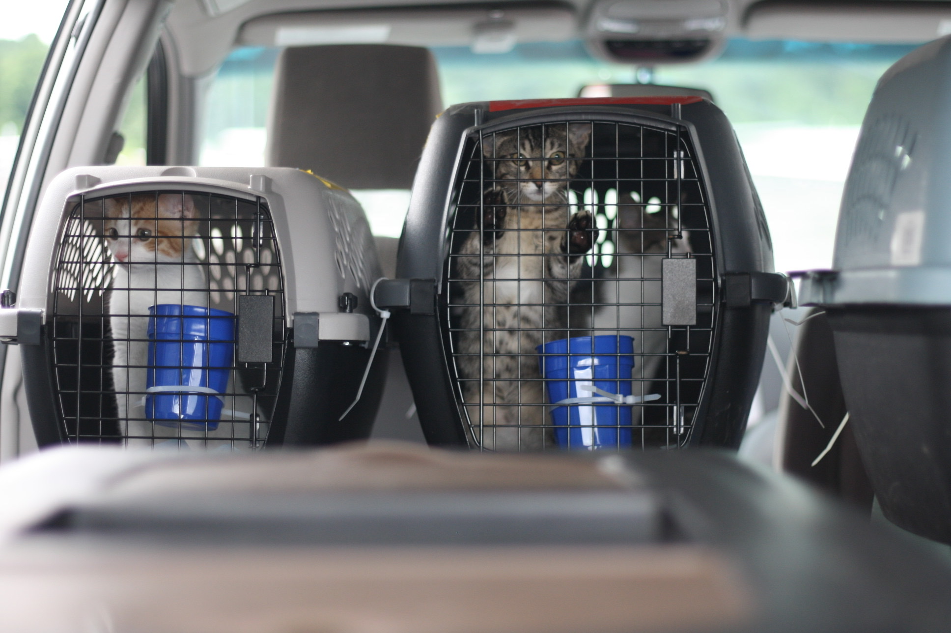 Dakin Humane Society helps rescue more than 350 dogs and cats from ...