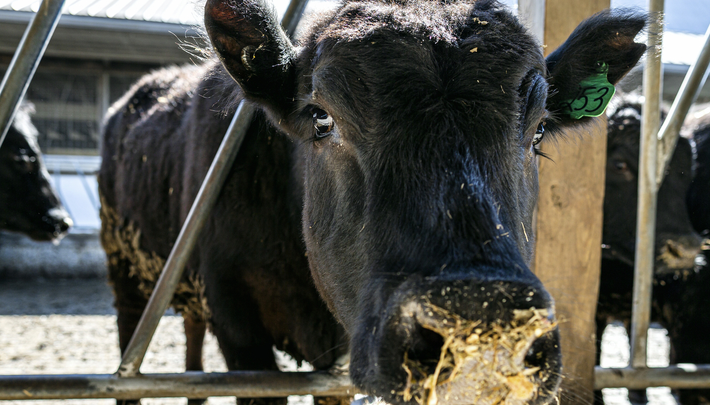 Lancaster County farm raises cattle for Karns Quality Foods - pennlive.com