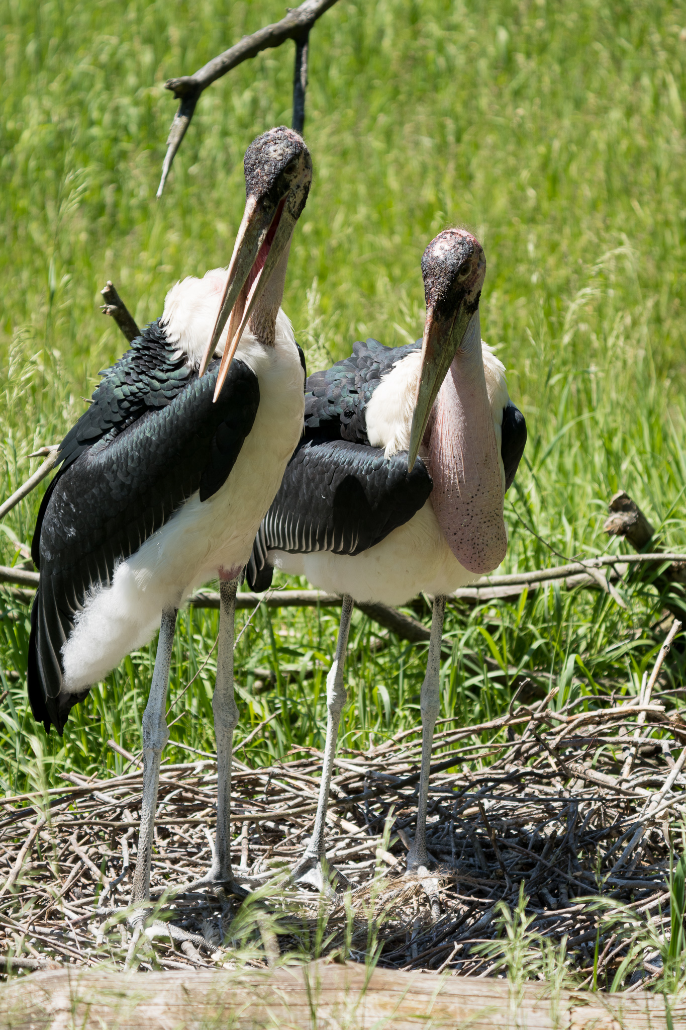 Storks make special delivery at Binder Park Zoo - mlive.com