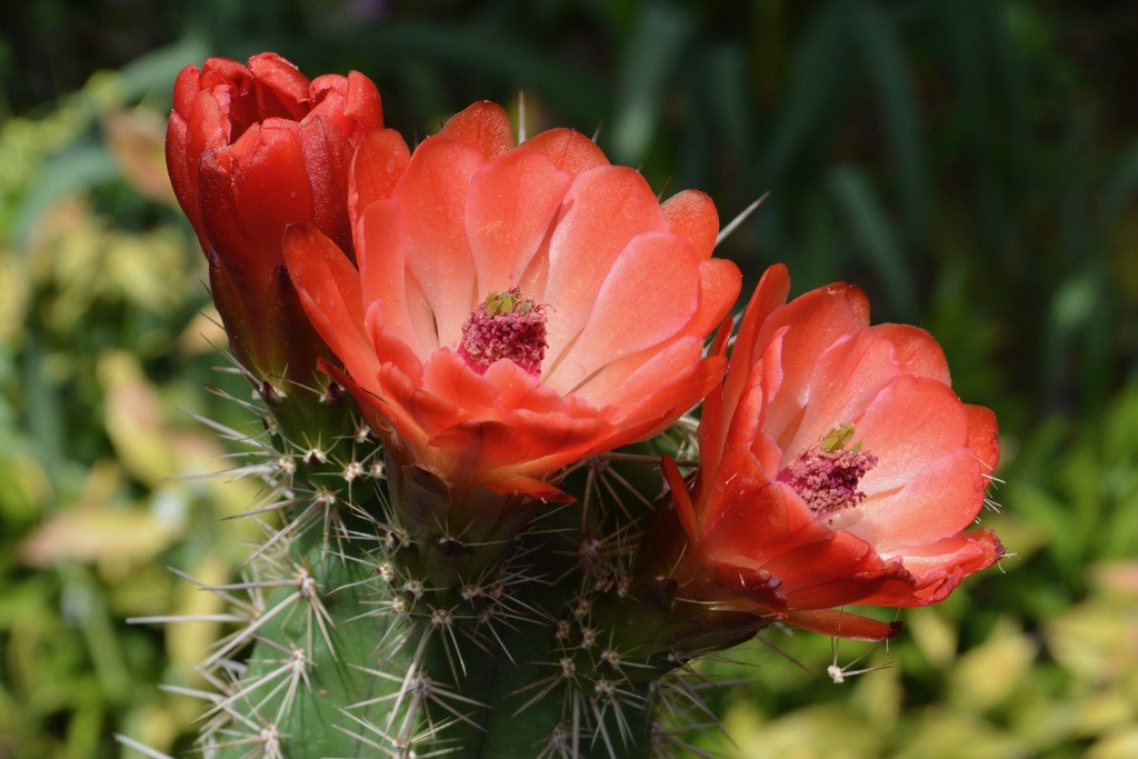 Hardy cacti - oregonlive.com