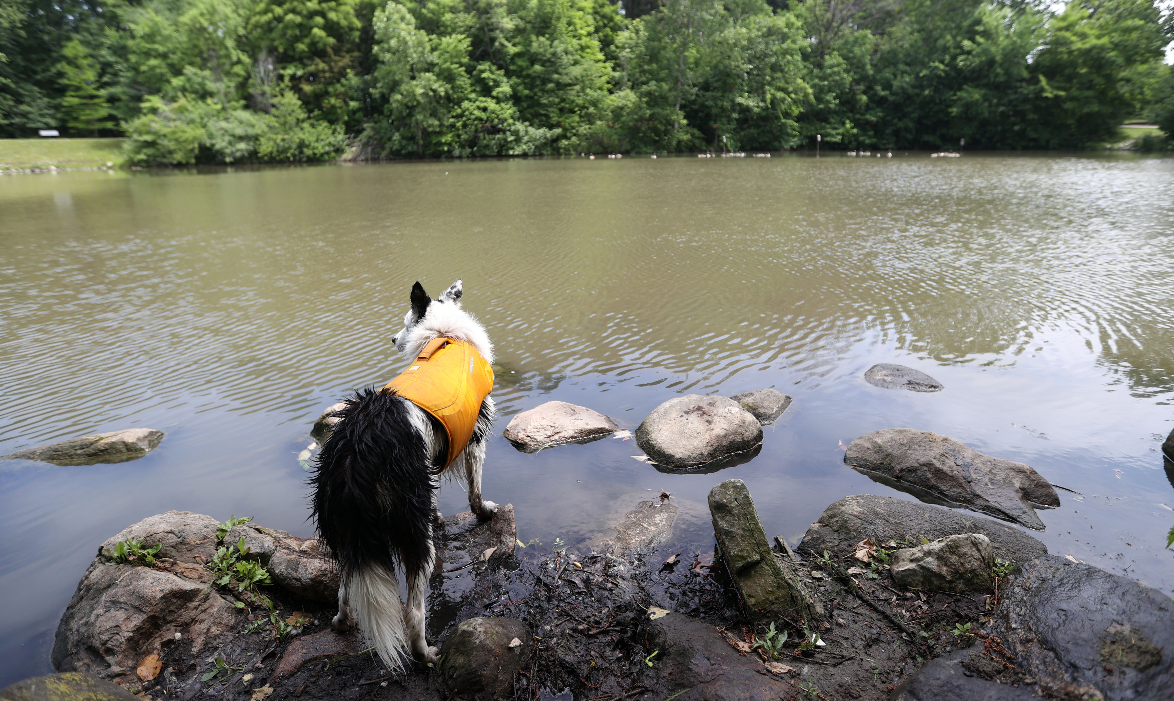 Geese Chasers clear out geese from area land，June 14，2023 - cleveland.com