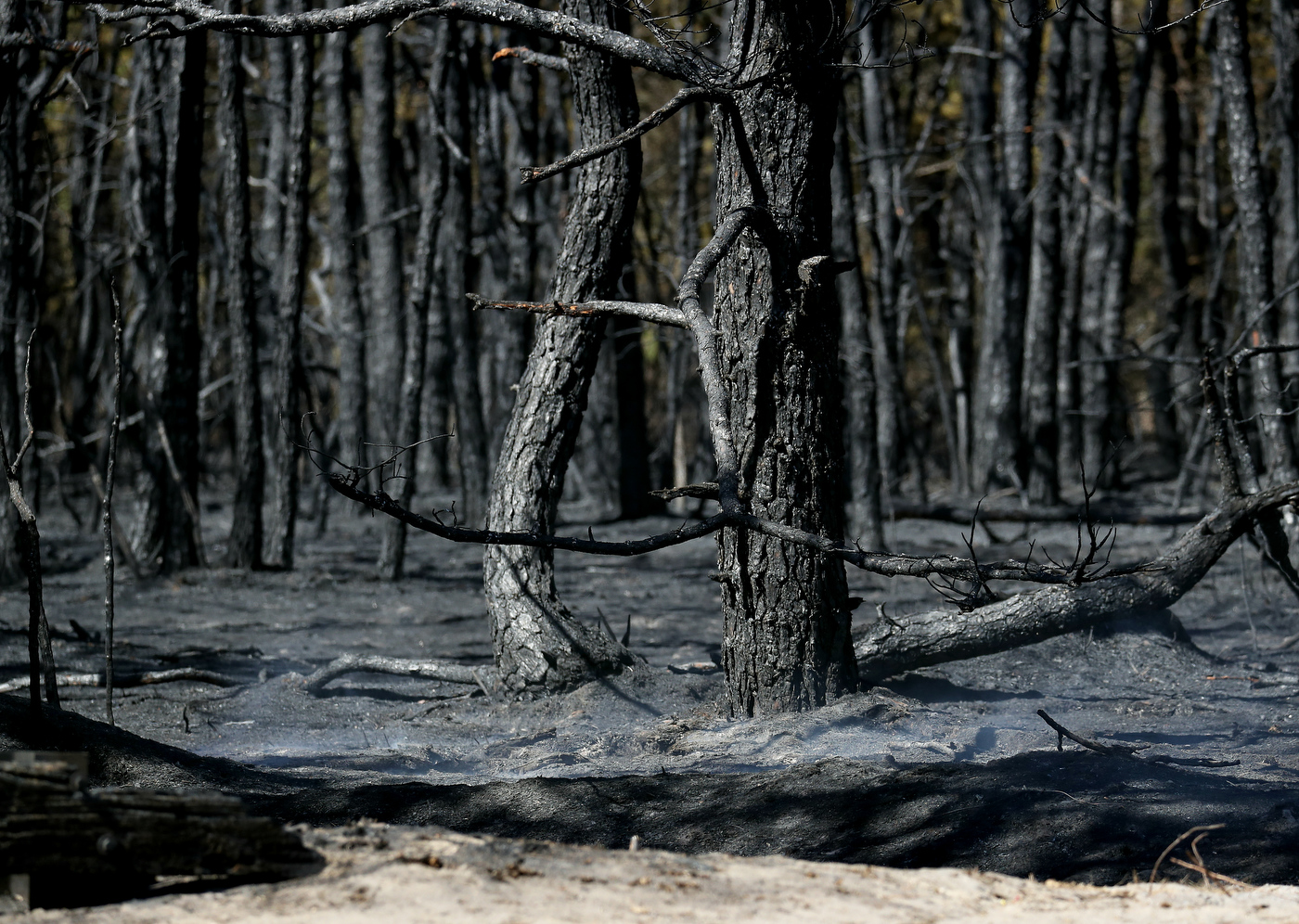Damage from large brush fire in Brick and Lakewood, March 15, 2021 - nj.com