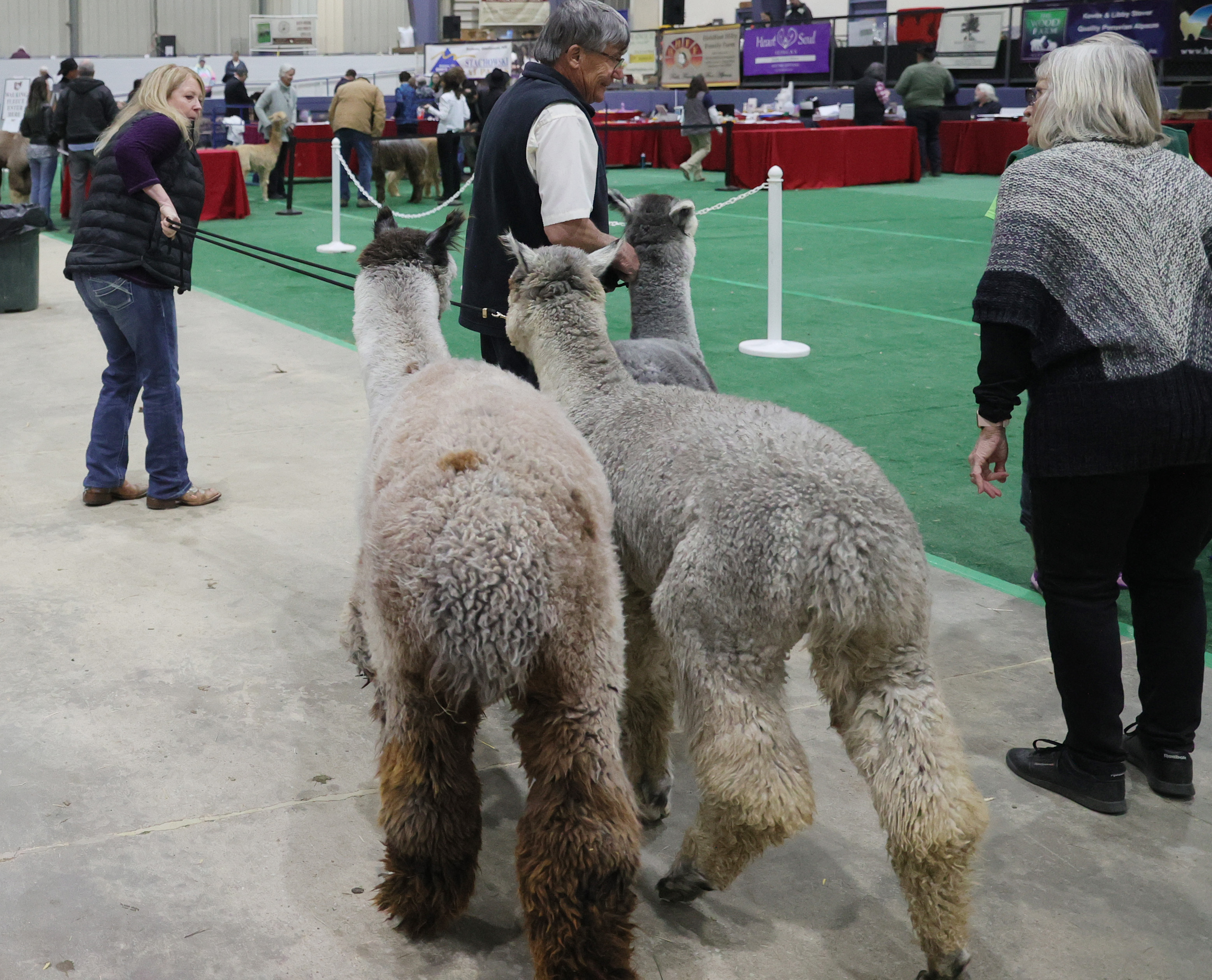 The Buckeye Alpaca Show at Summit County Fairgrounds, March 23, 2024 ...