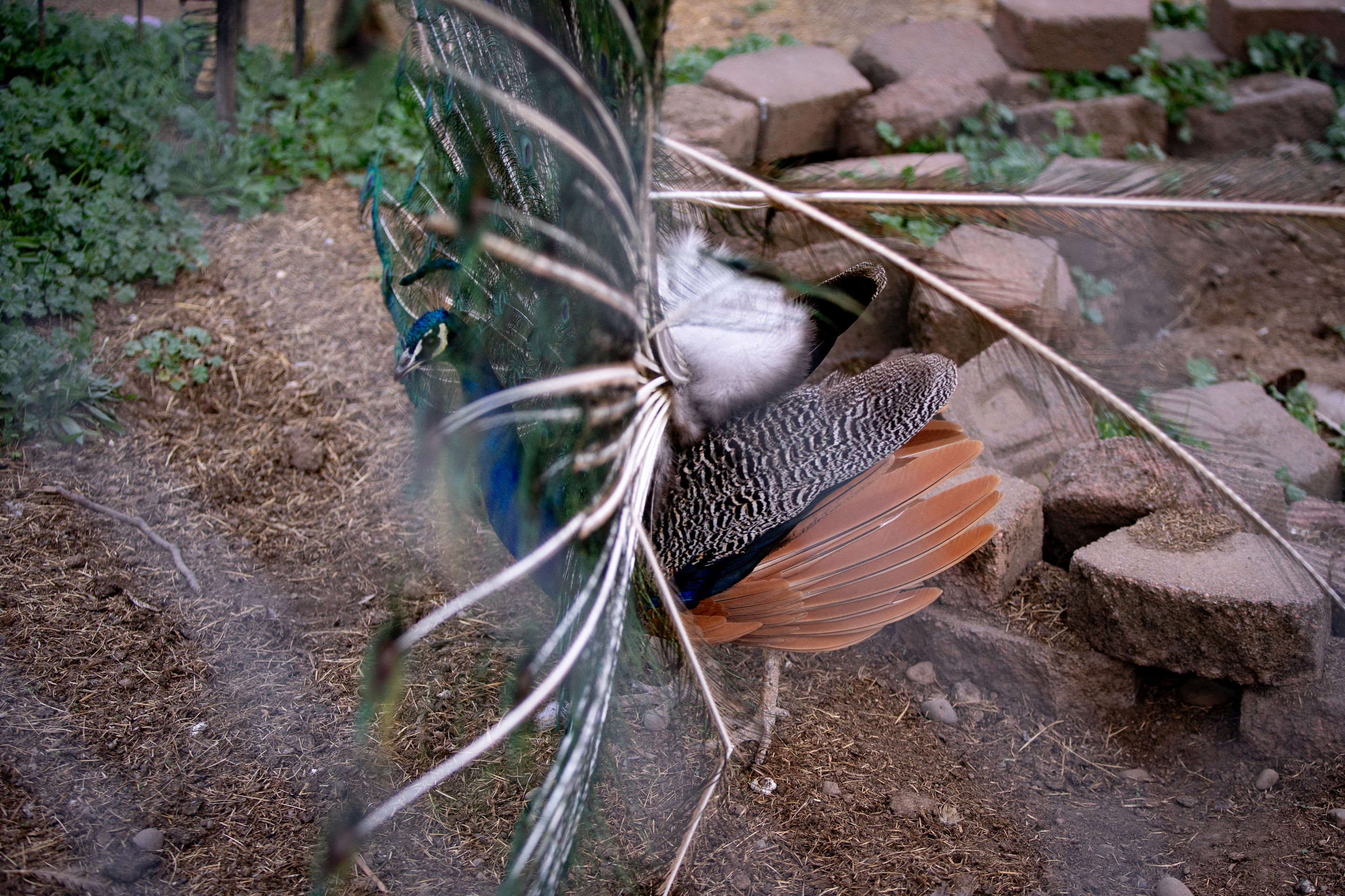A ‘muster’ of peacocks has roamed this one Portland neighborhood for at ...