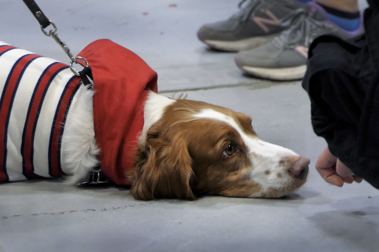 Super Pet Expo features social media sensation Dexter the Dog - nj.com