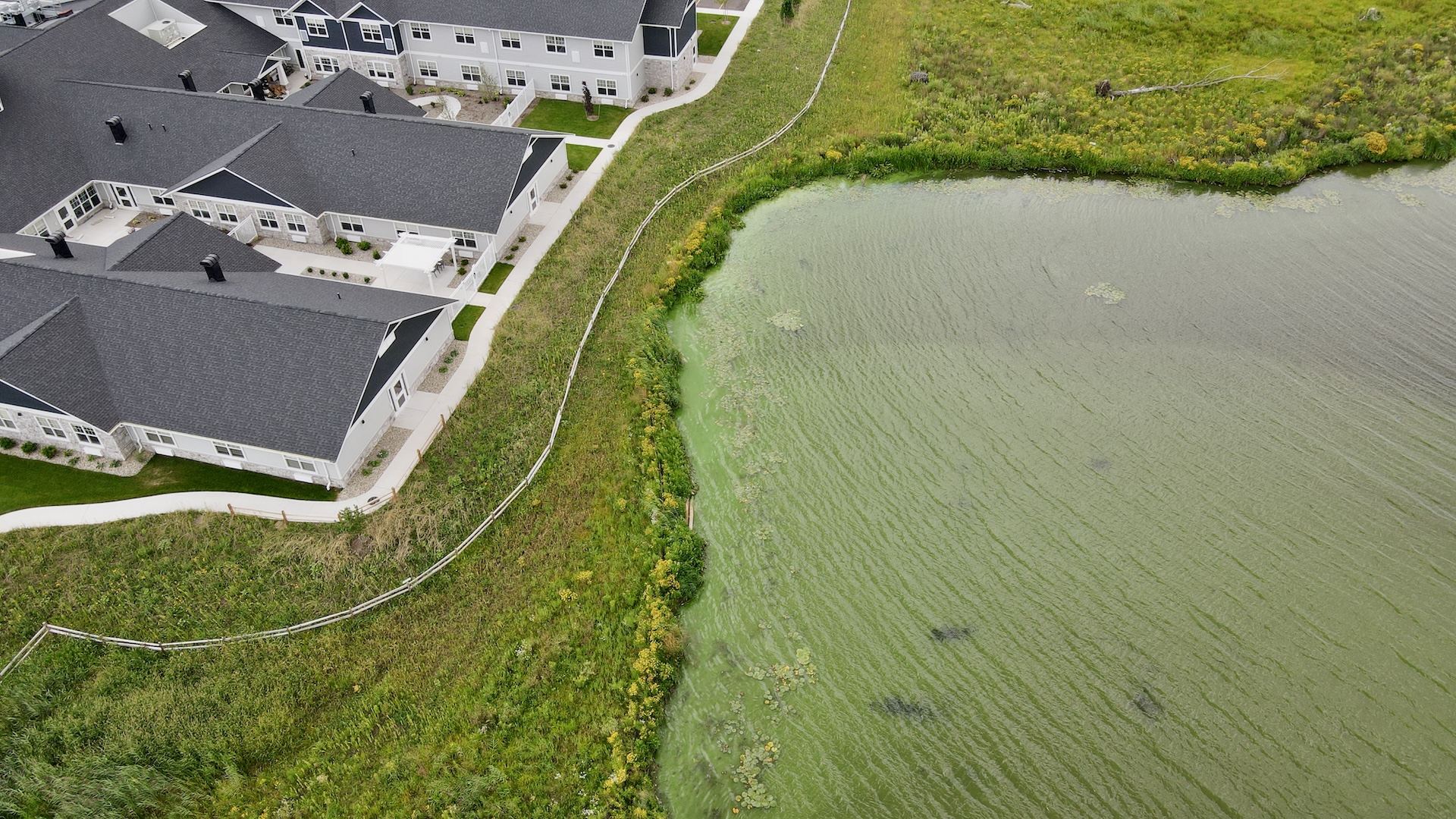 Muskegon Lake plagued by harmful algae bloom - mlive.com