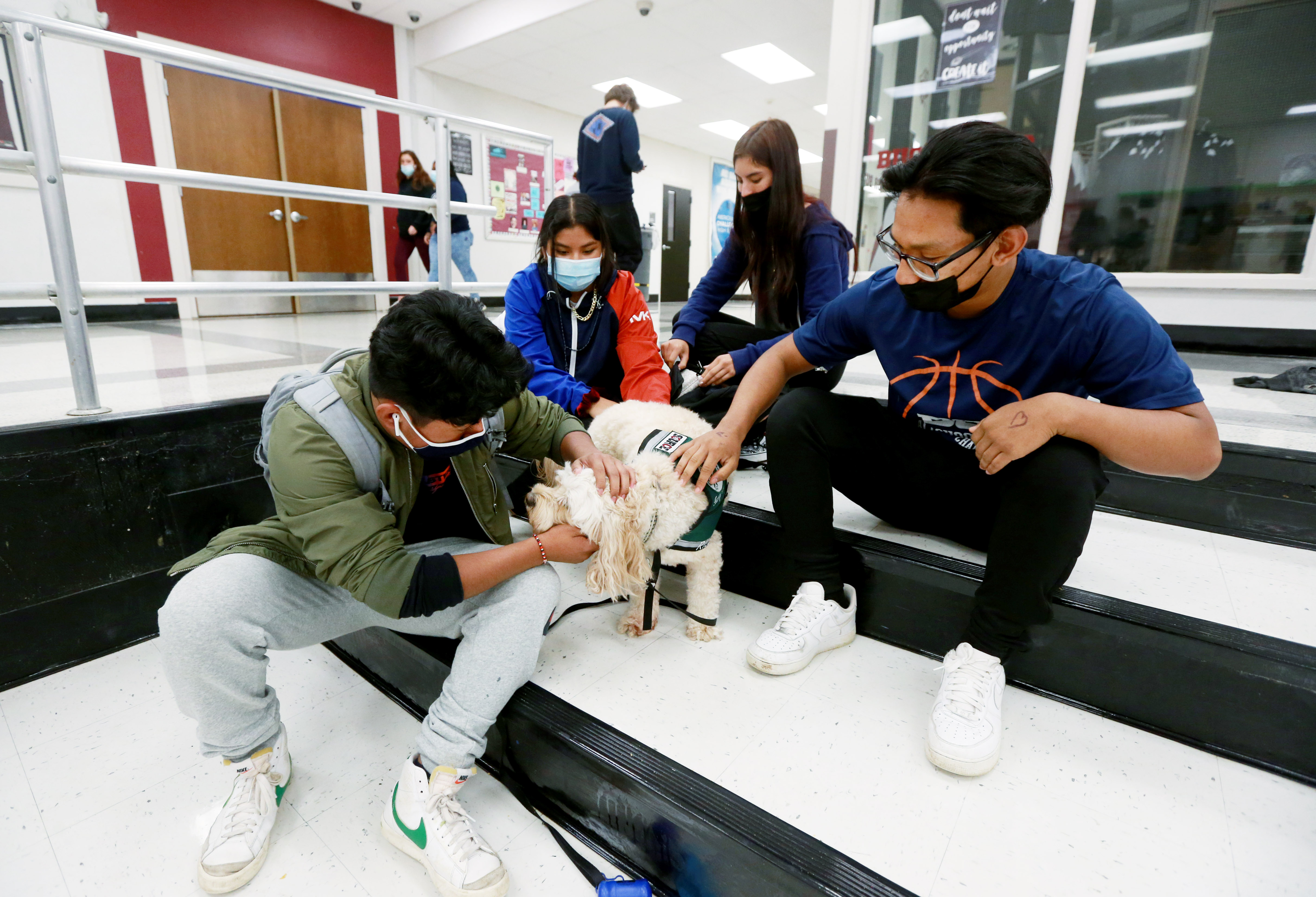 High school therapy dog a real comfort - nj.com