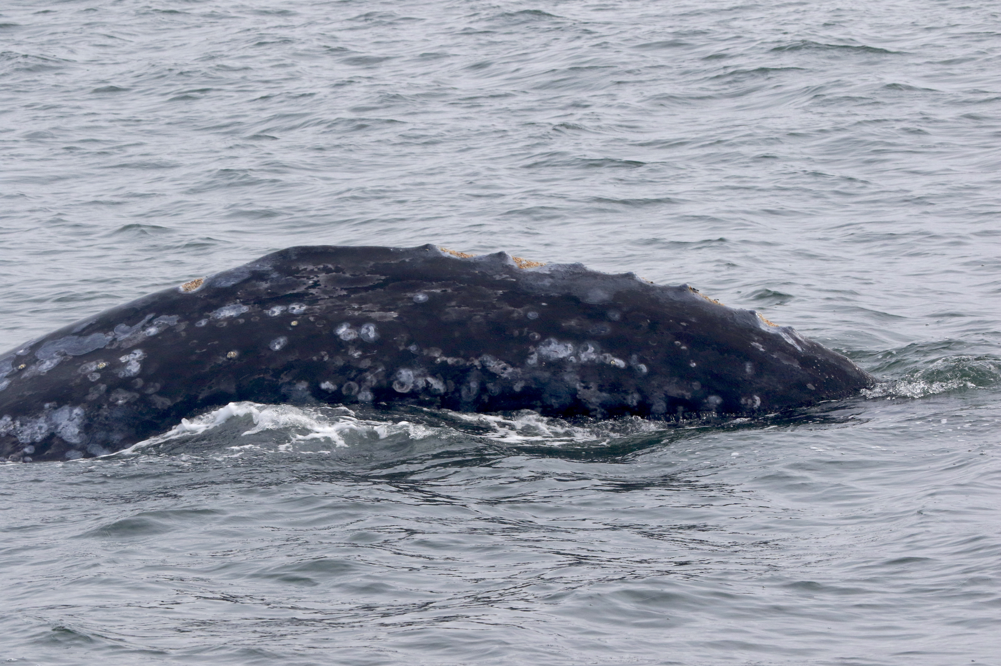 Meet Oregon’s most well known gray whales - oregonlive.com
