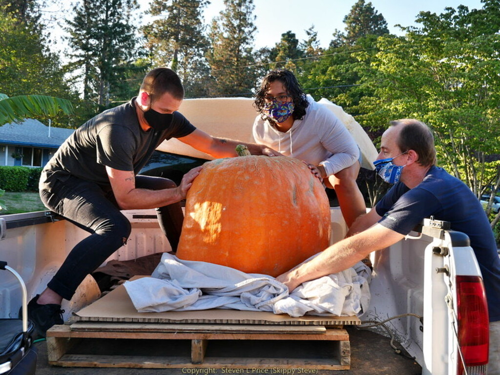 Giant pumpkins - oregonlive.com