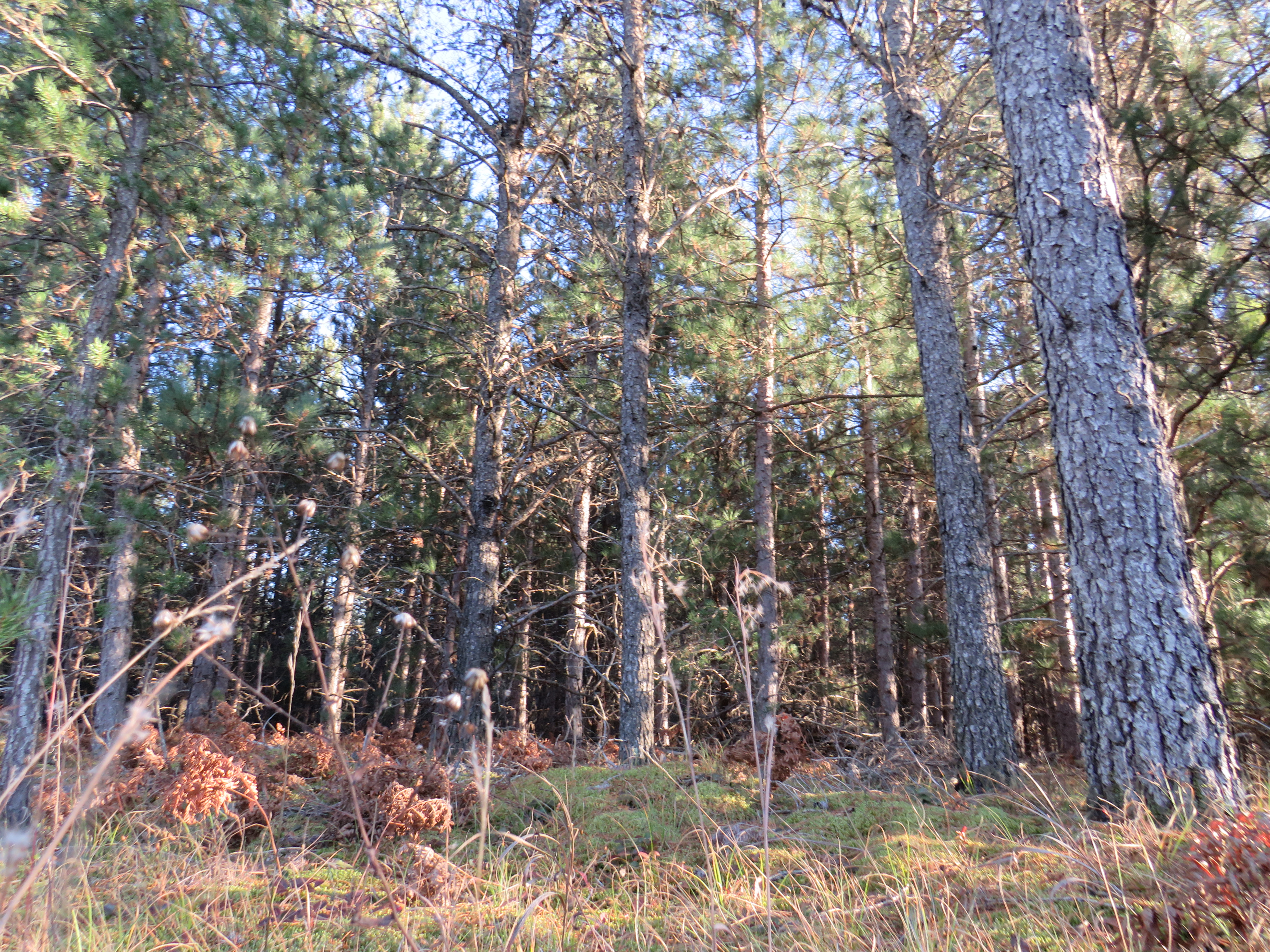 Undeveloped state land in Kalkaska County - mlive.com