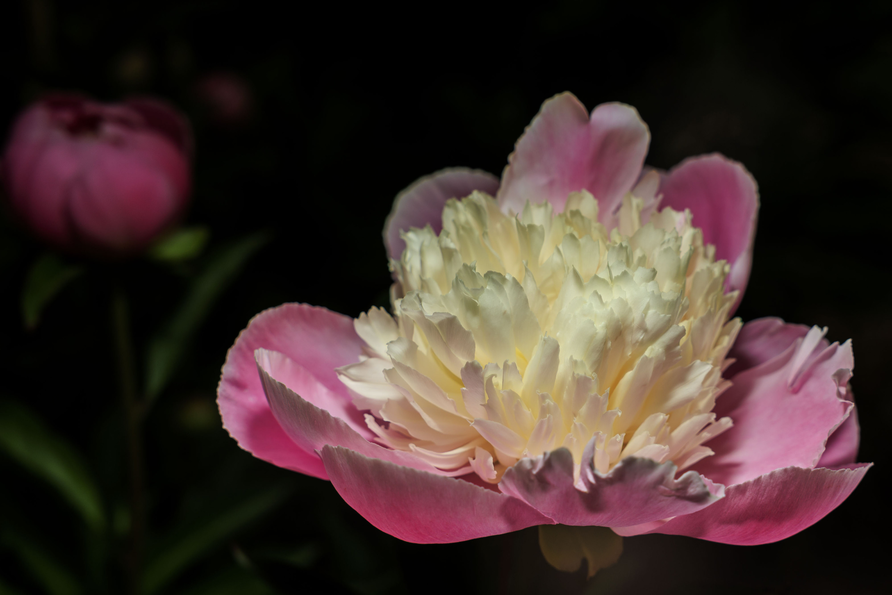 2025 Peony garden bloom at Nichols Arboretum - mlive.com