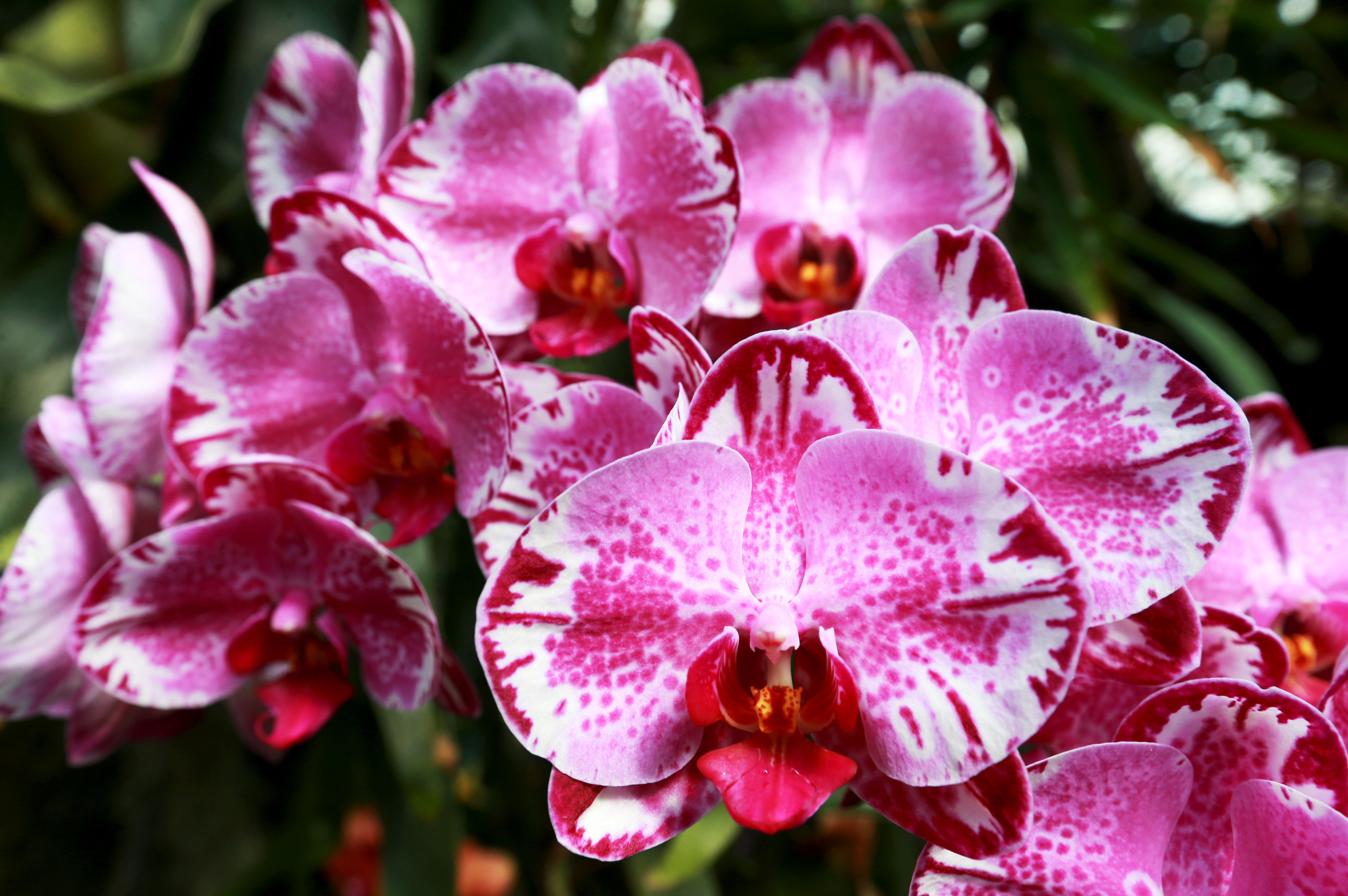 Orchids in full bloom - nj.com
