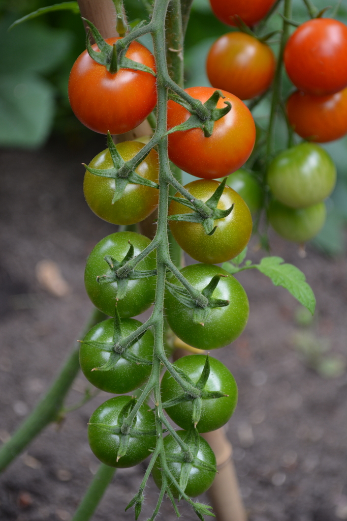 Tips and favorite tomato varieties for Oregon - oregonlive.com