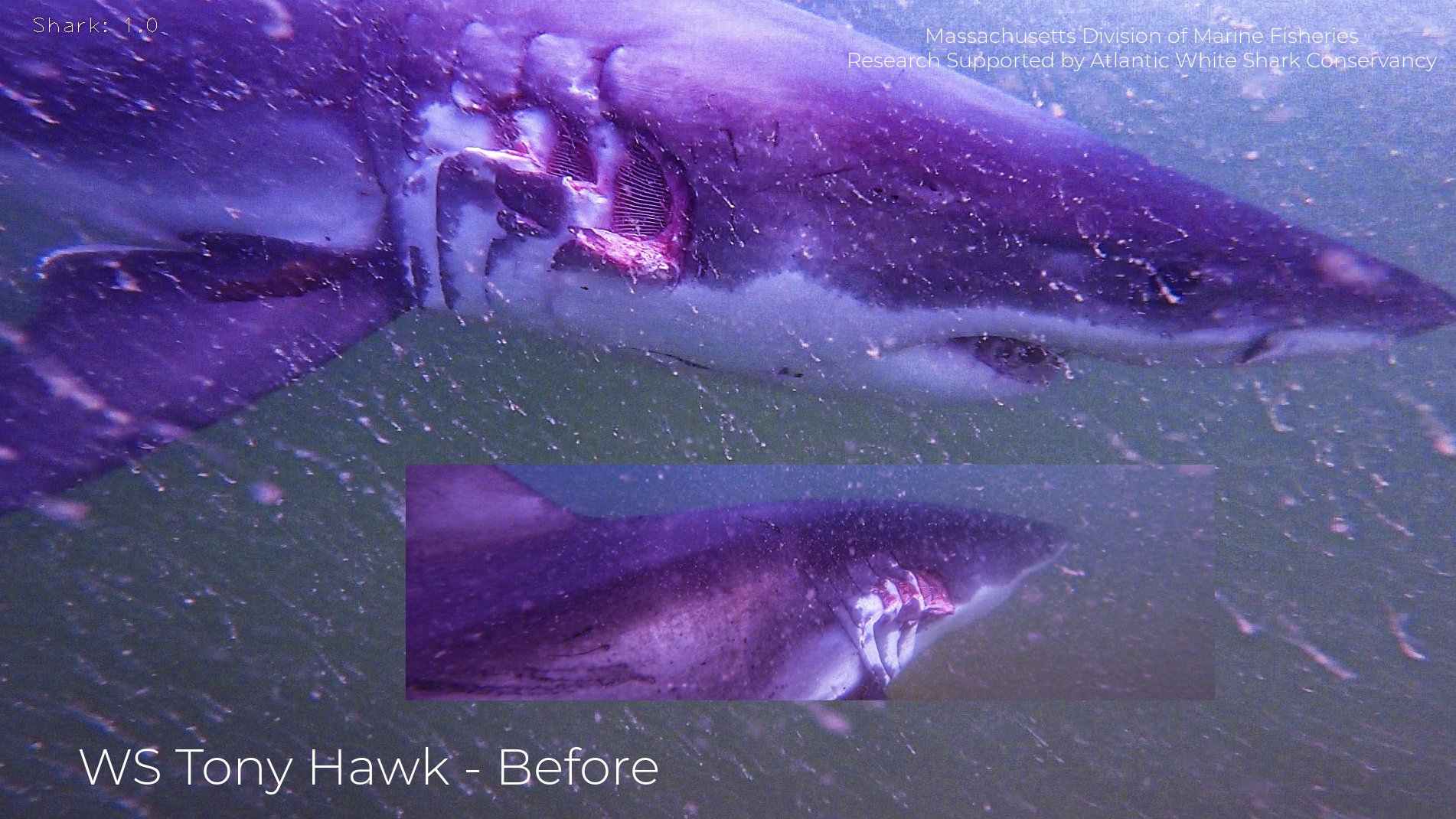 White shark named Tony Hawk heals from boat injury, Atlantic White ...