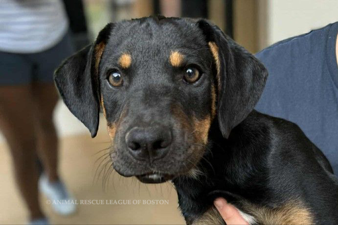 Dogs brought to Massachusetts from Louisiana by the Animal Rescue ...