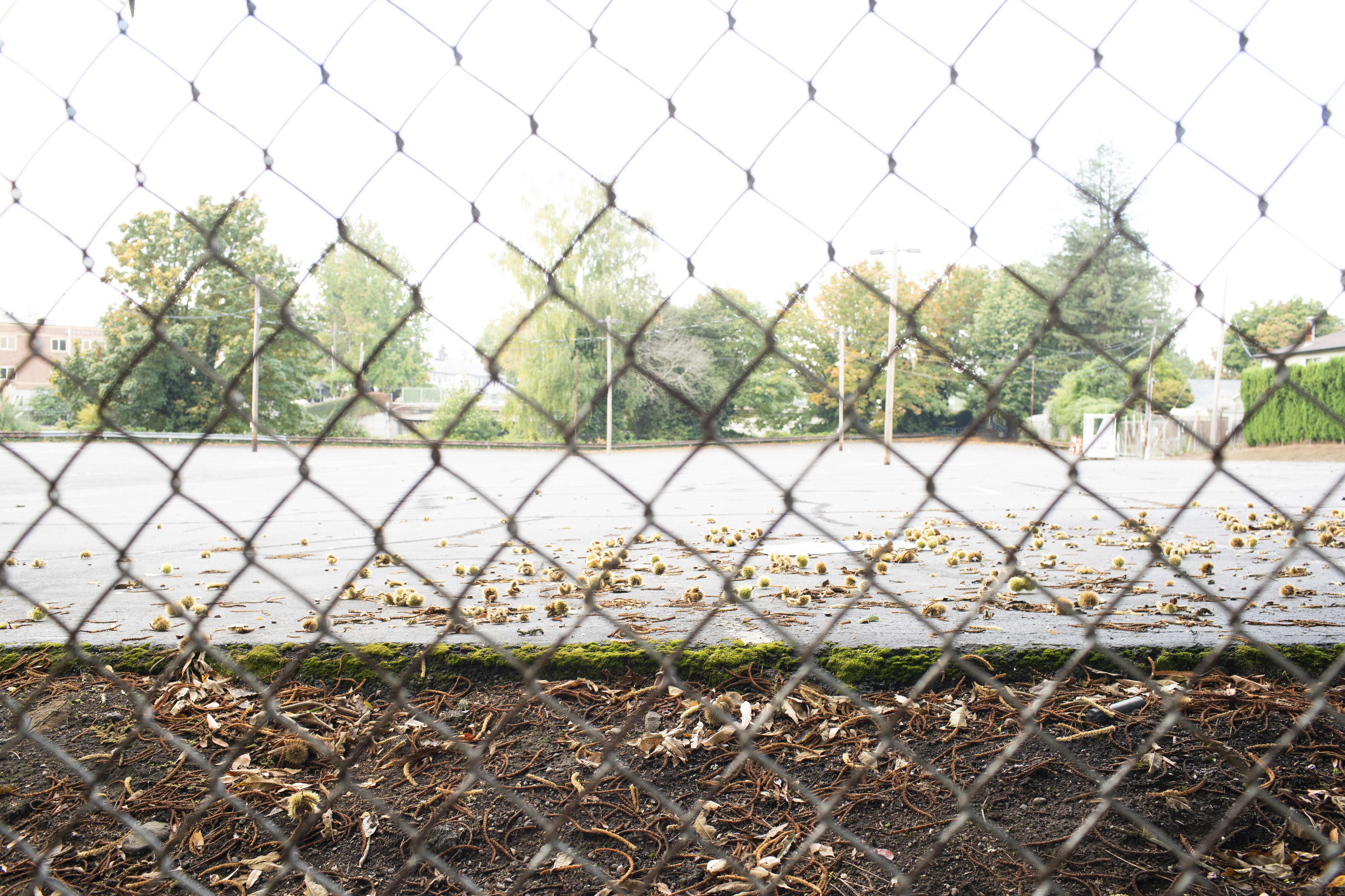 Chestnut hunting in Portland - oregonlive.com