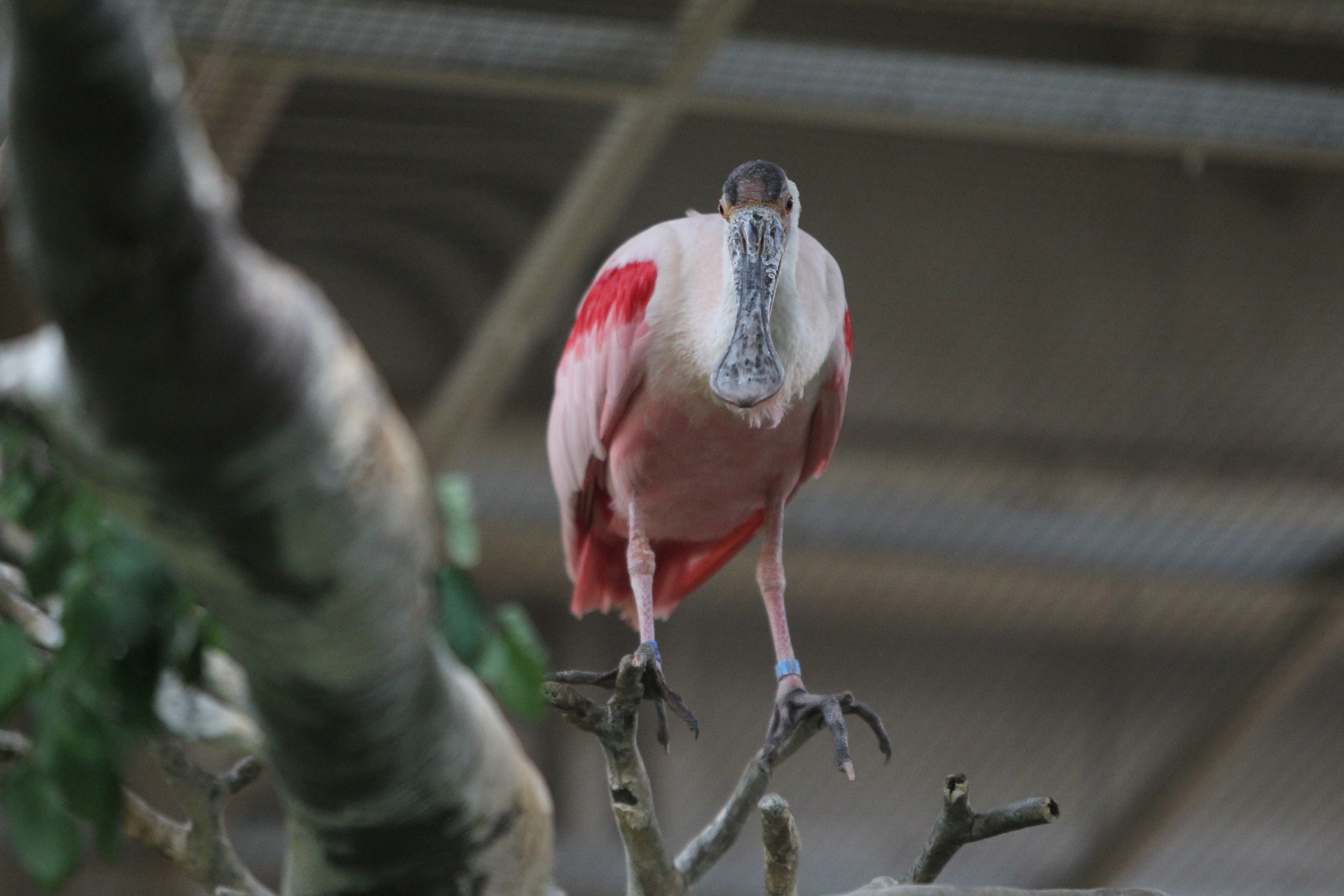RainForest at Cleveland Zoo reopens - cleveland.com